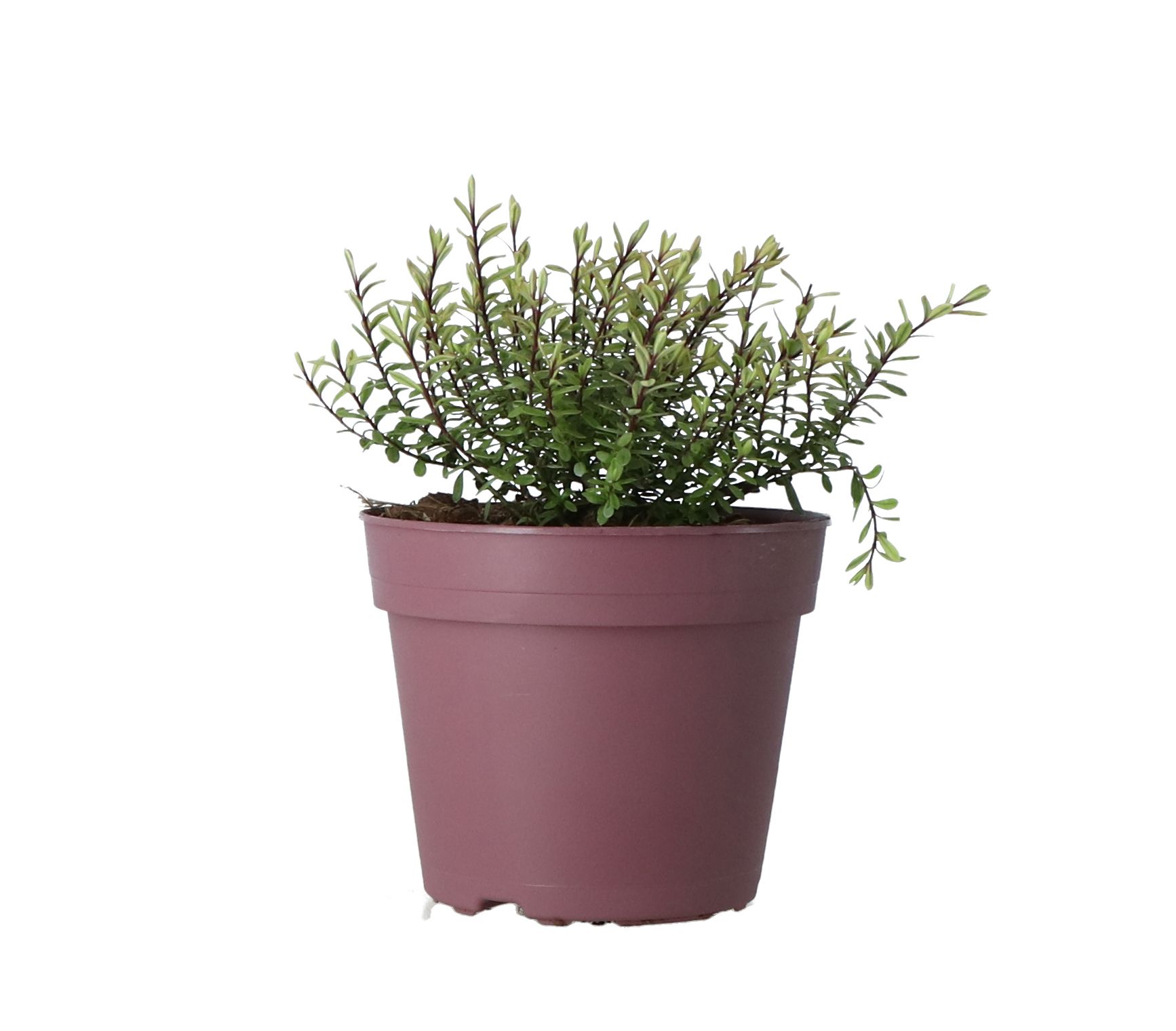 HEBE GOLD RUSH | DIY at B&Q