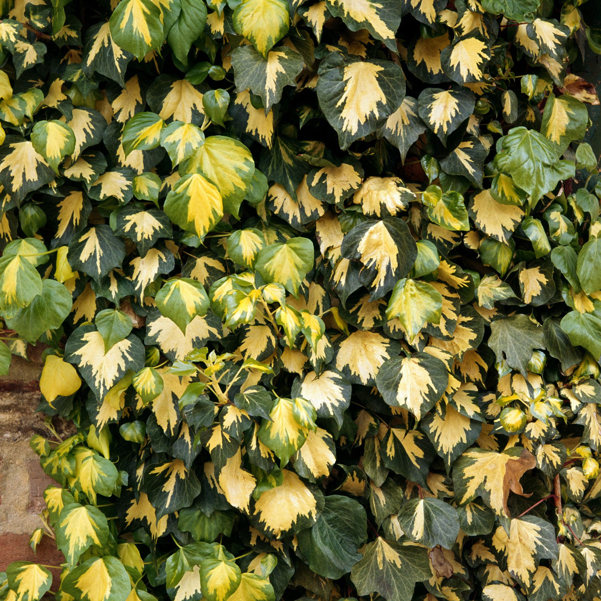HEDERA HELIX GOLDHEART