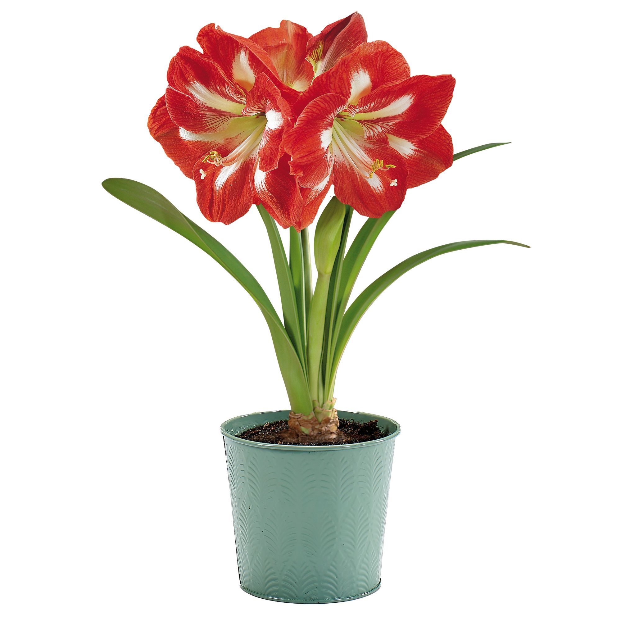 Hippeastrum Minerva Flower bulb