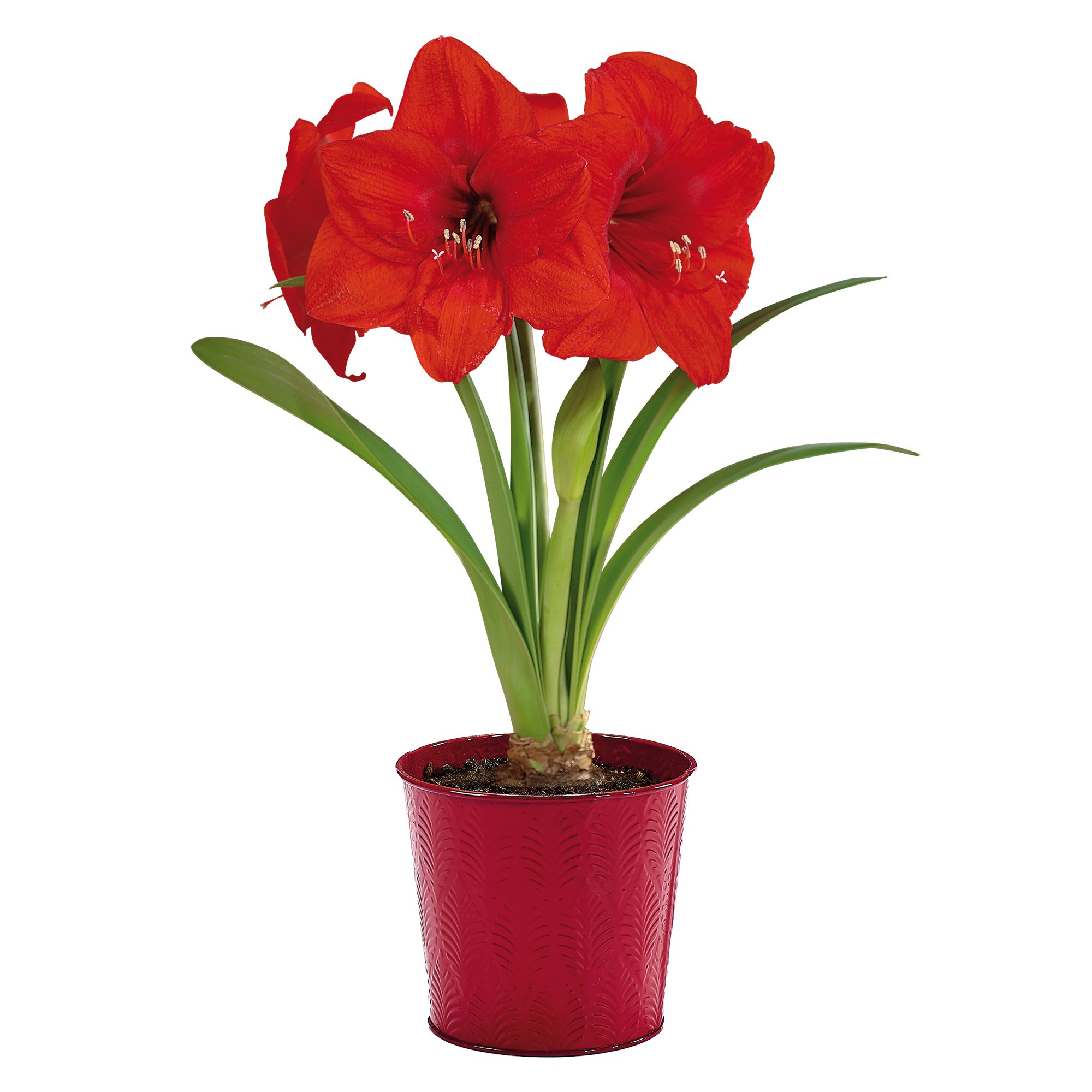 Hippeastrum Red Lion Flower bulb