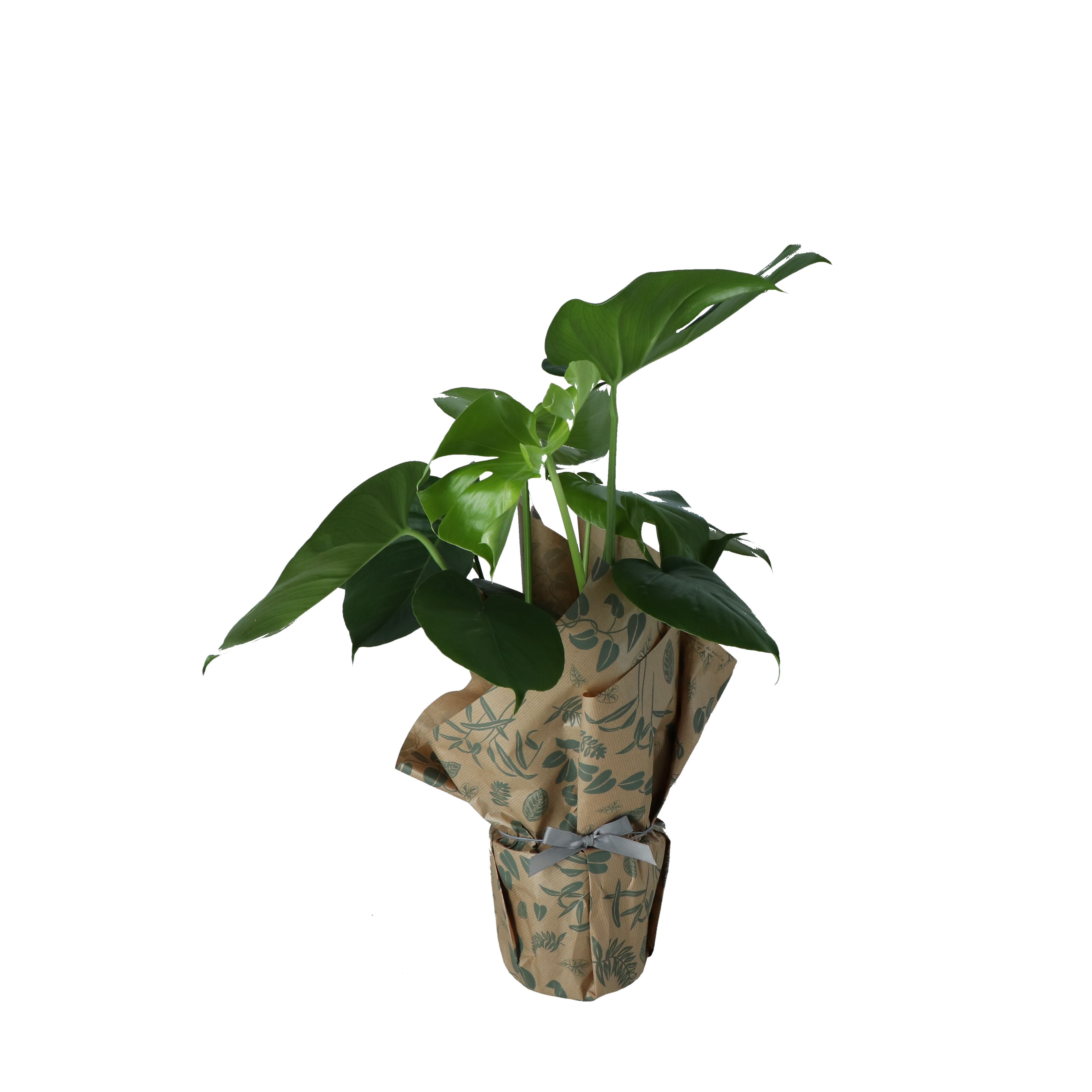 House plant Monstera Leaves print in Plastic Wrap 24cm