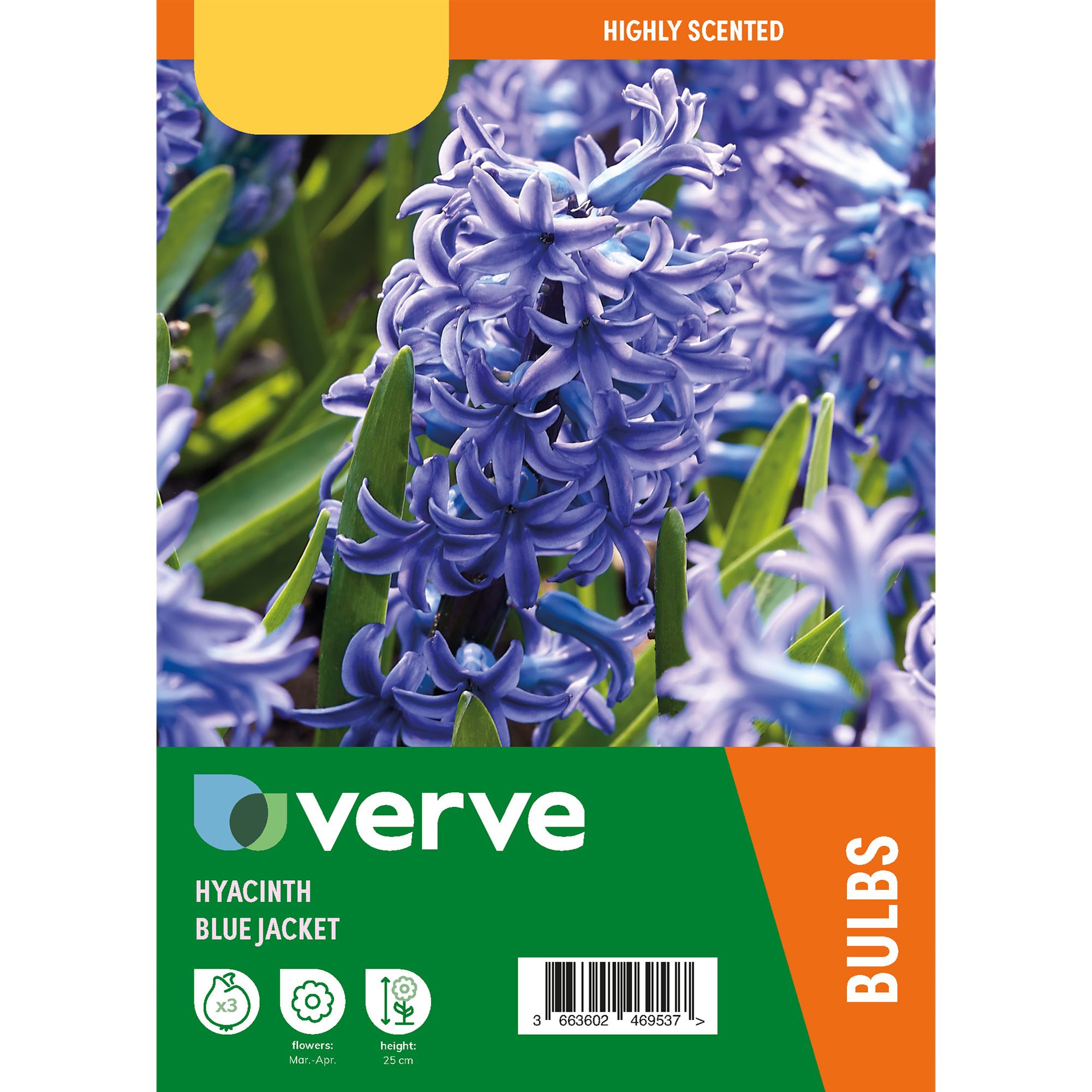 Hyacinth blue jacket Flower bulb, Pack of 3 | DIY at B&Q