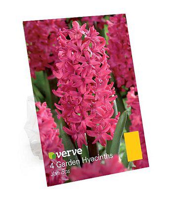 Hyacinth Jan Bos Flower bulb, Pack | DIY at B&Q