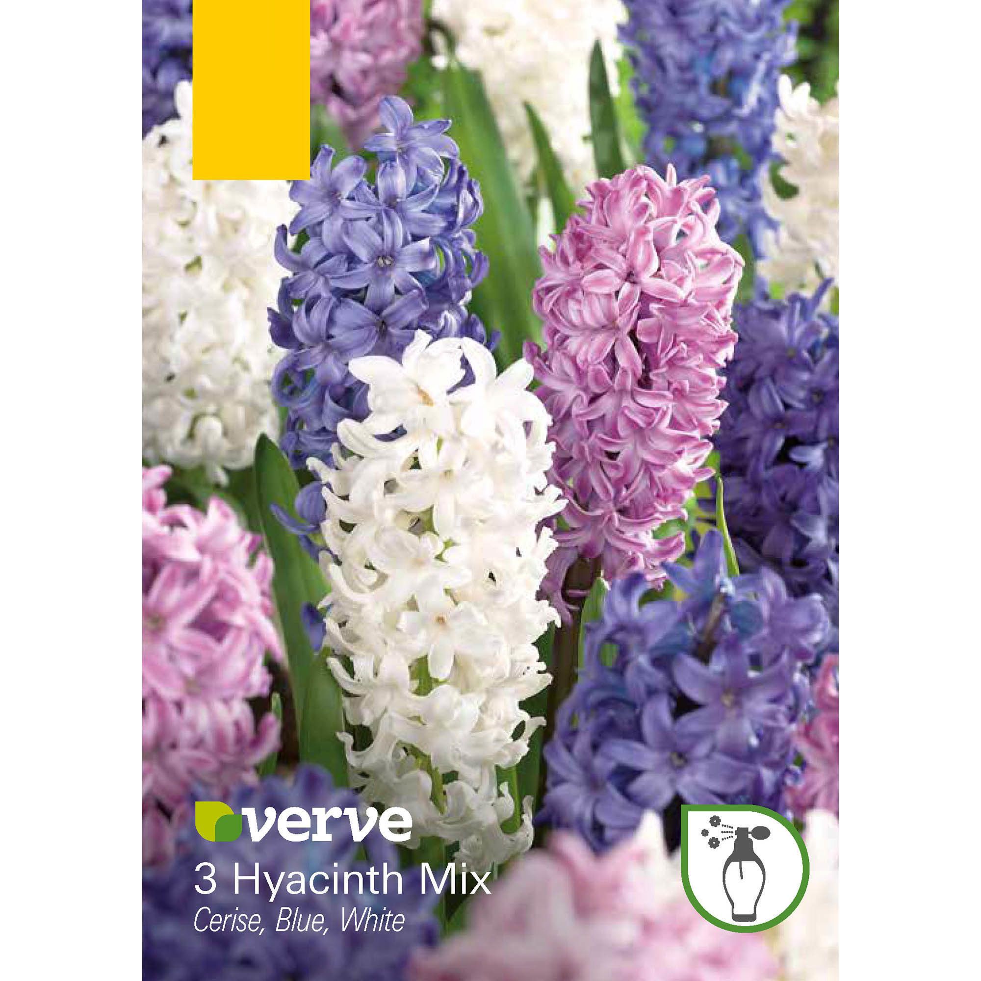 Hyacinth Mix Cerise, Blue, White 3 Flower bulbs