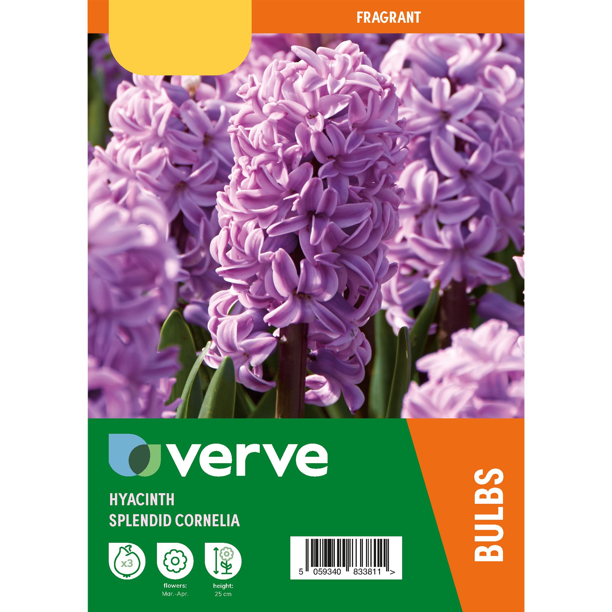 Hyacinth Splendid Cornelia Lilac Flower bulb of 3 | DIY at B&Q