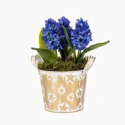 HYACINTH TIN 13CM