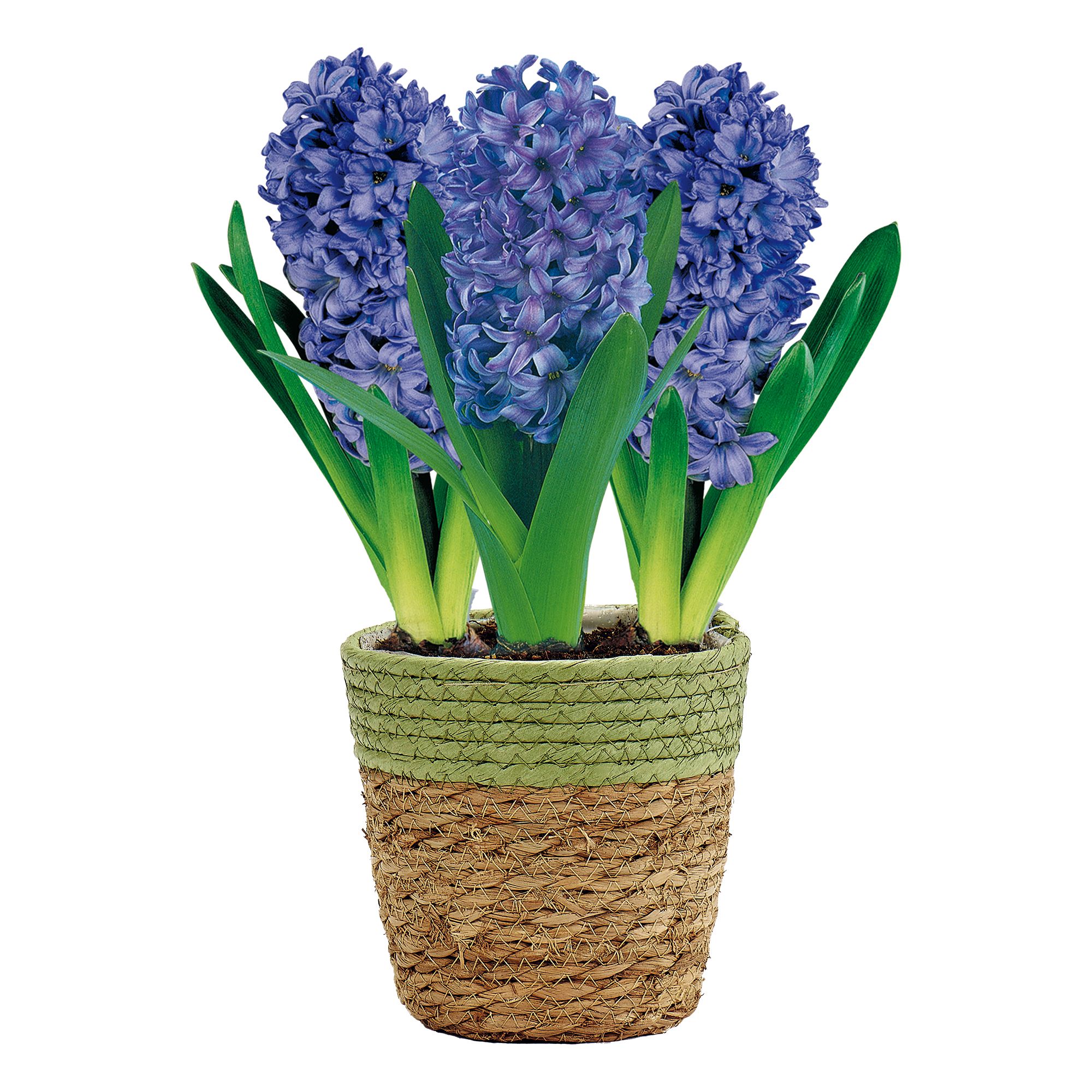 Hyacinthus Delft Blue Flower bulb
