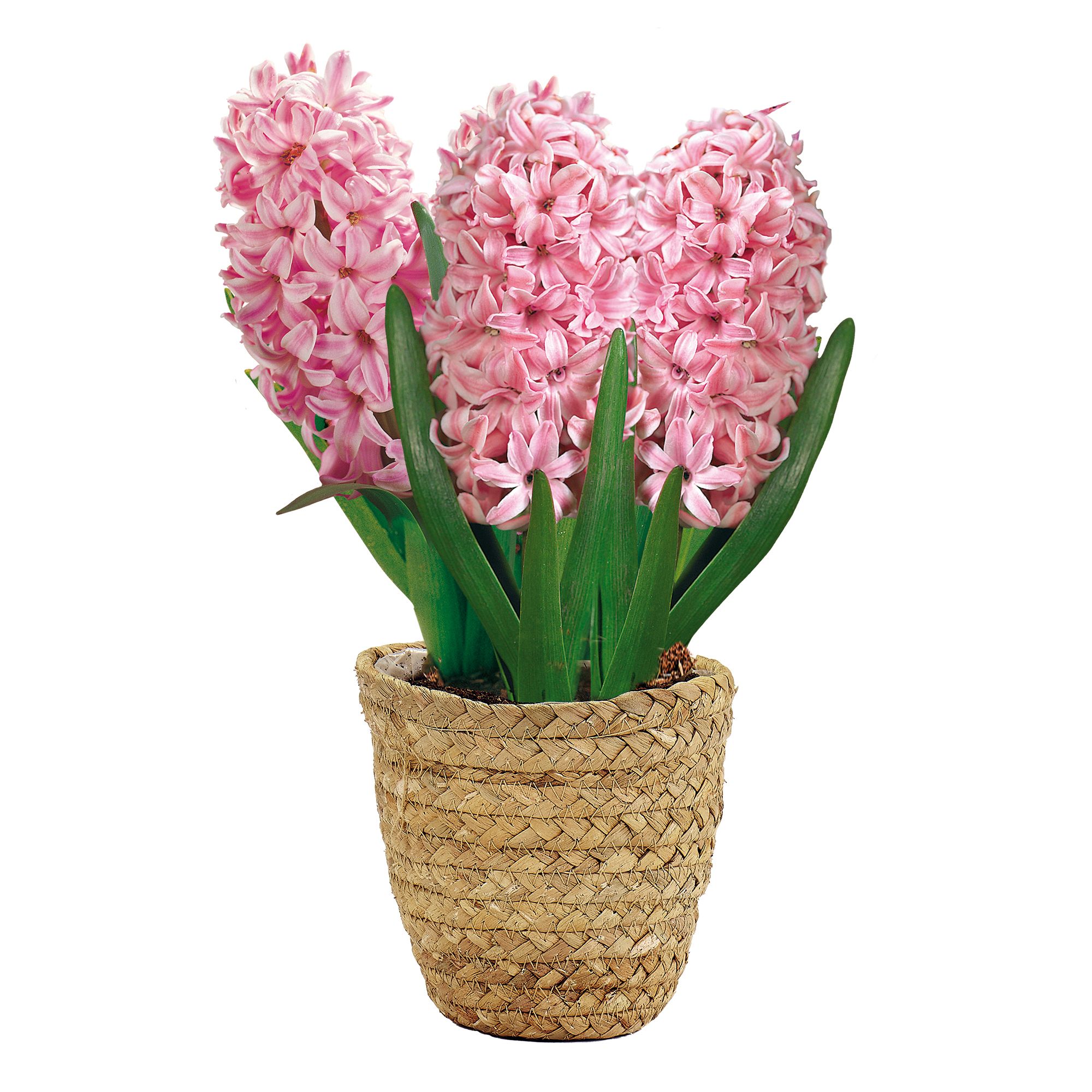 Hyacinthus Fondant Pink Flower bulb, comes in Seagrass Container | DIY ...