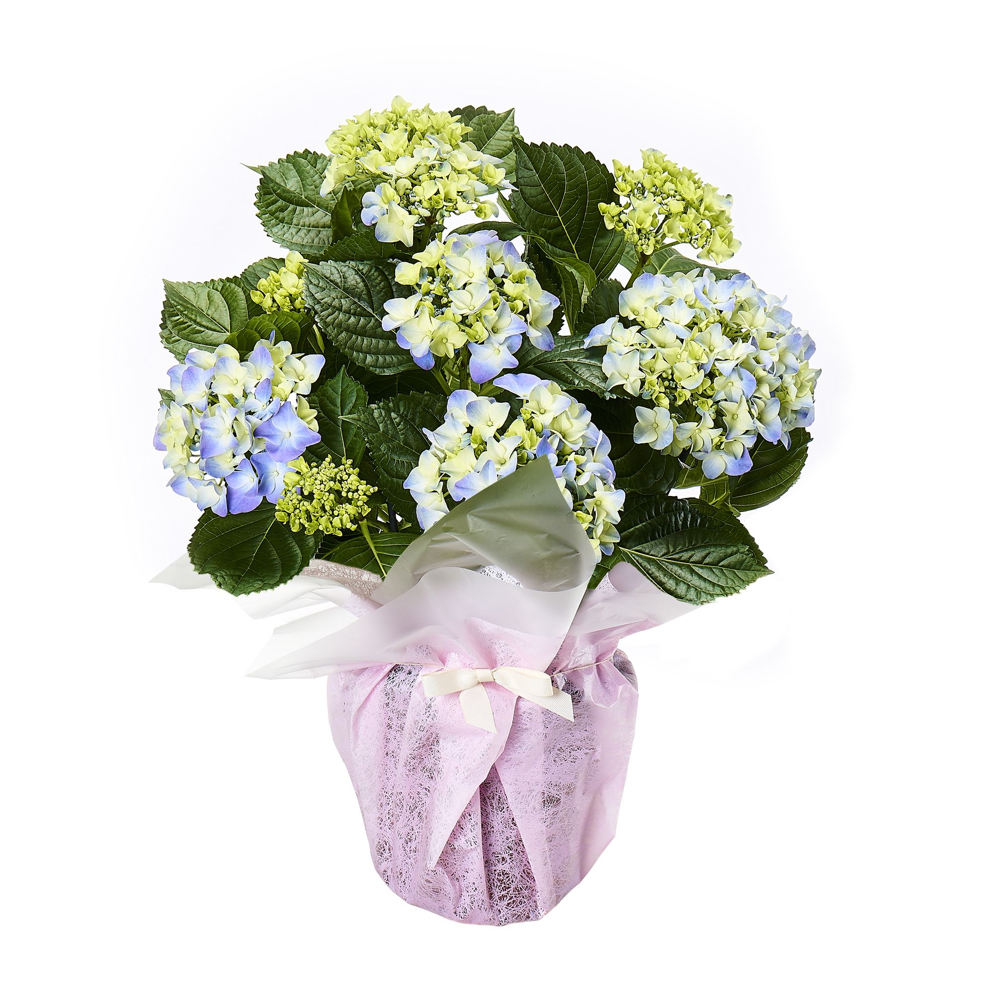 Hydrangea in Pink Plastic Pot | DIY at B&Q