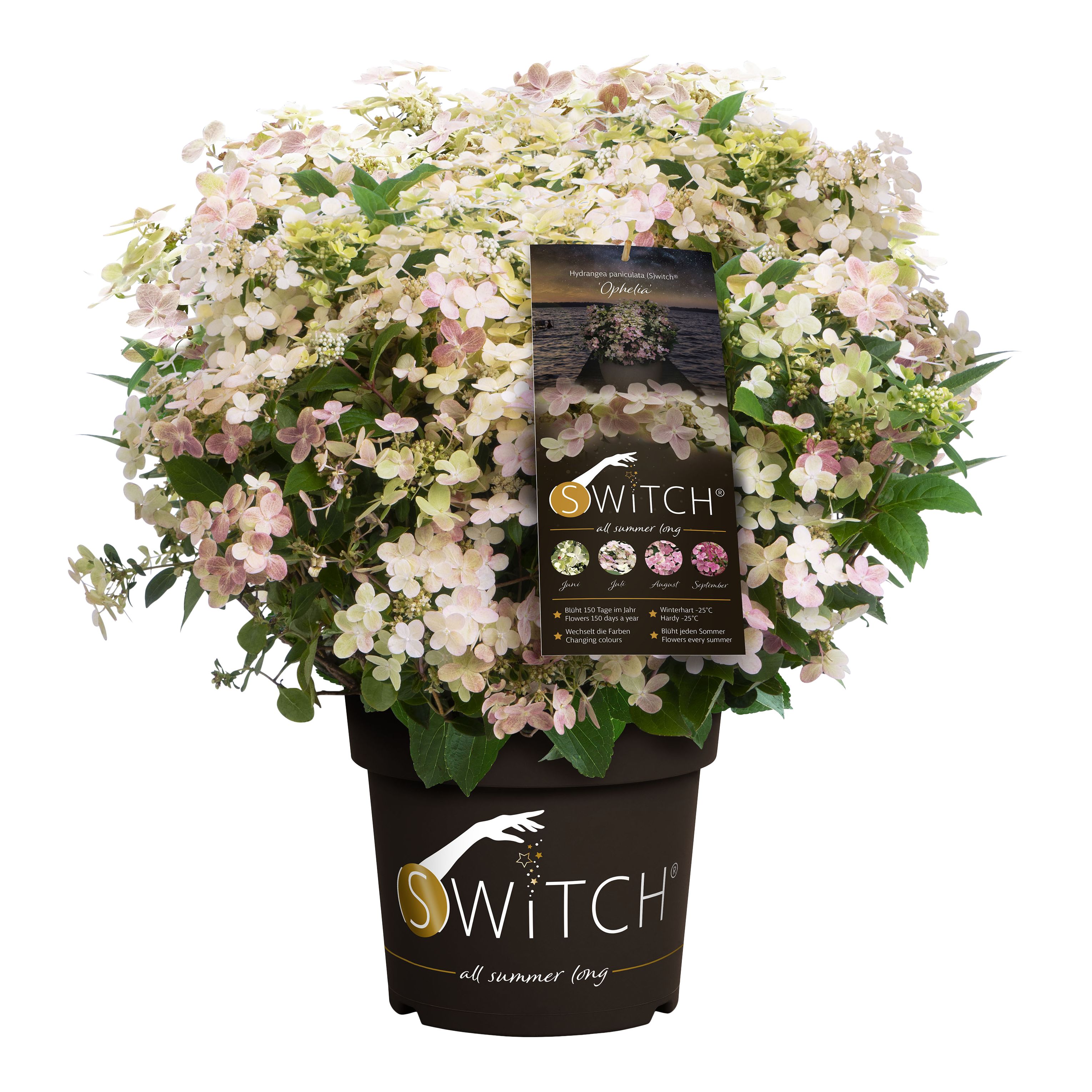 Hydrangea Paniculata Switch