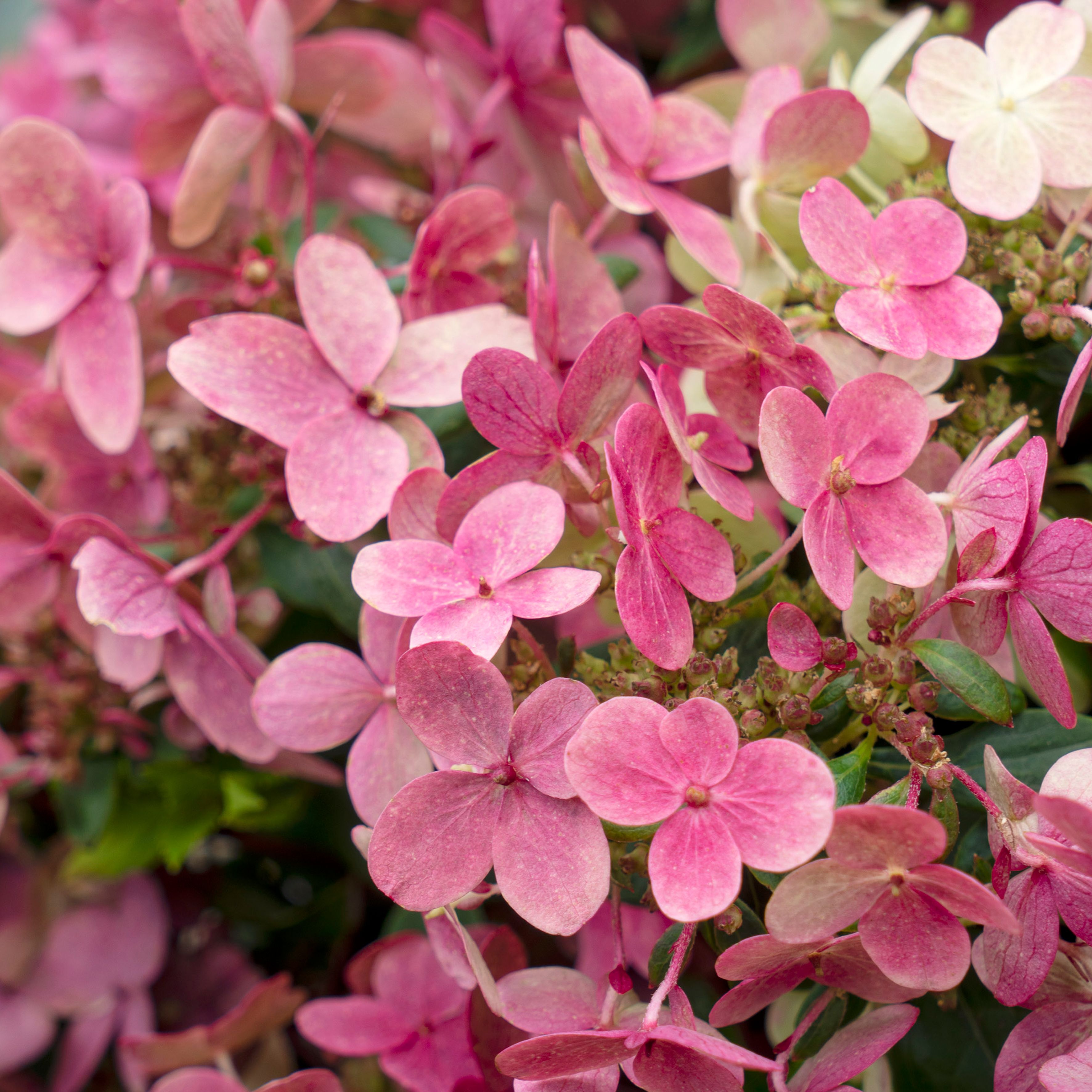 Stilvolle Hydrangea Paniculata Switch Bild