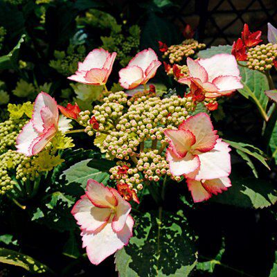 HYDRANGEA SELMA