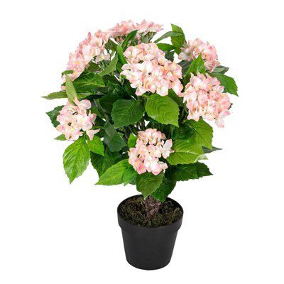 HYDRANGEA SELMA