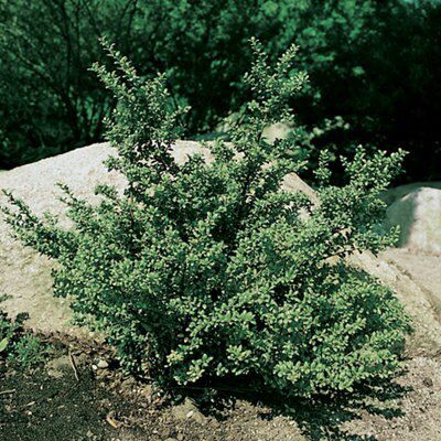Ilex crenata hedging Shrub Plant