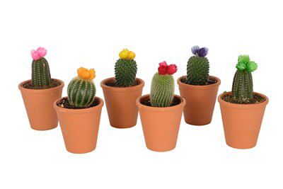 in 9 cm Pot | DIY at B&Q