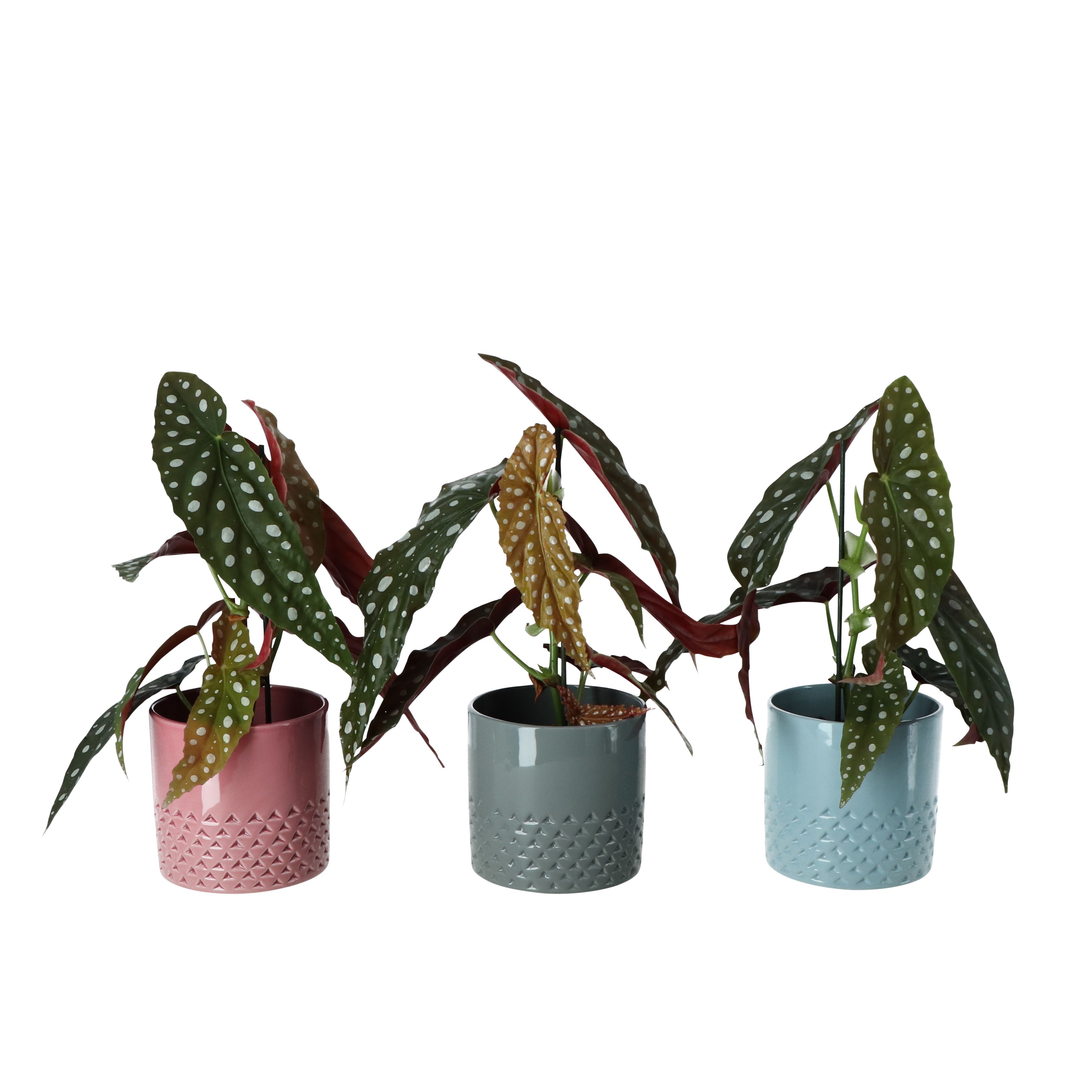 Indoor Plants Assorted Ceramic Decorative pot | DIY at B&Q