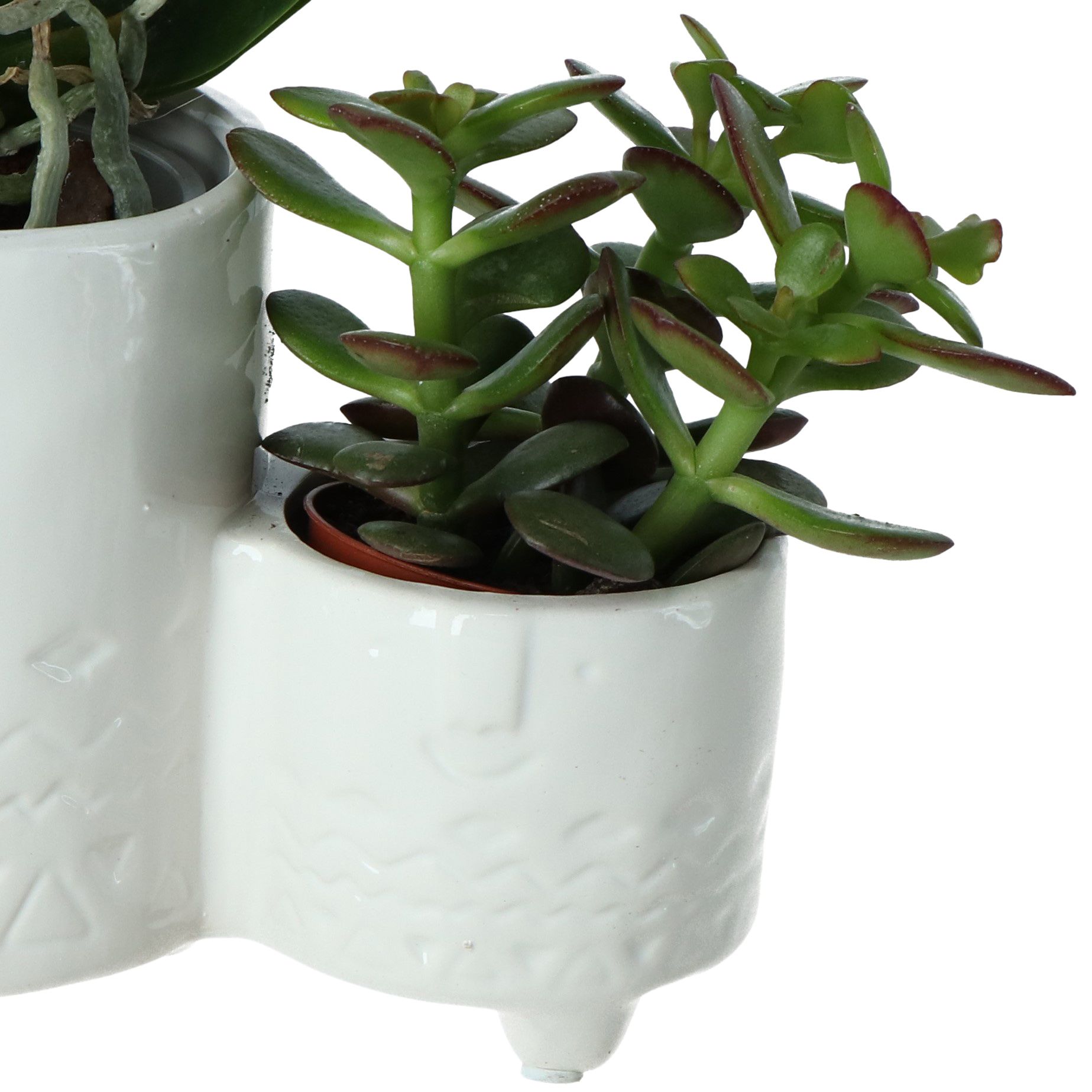 Indoor Plants Assorted in Ceramic Decorative pot 6cm