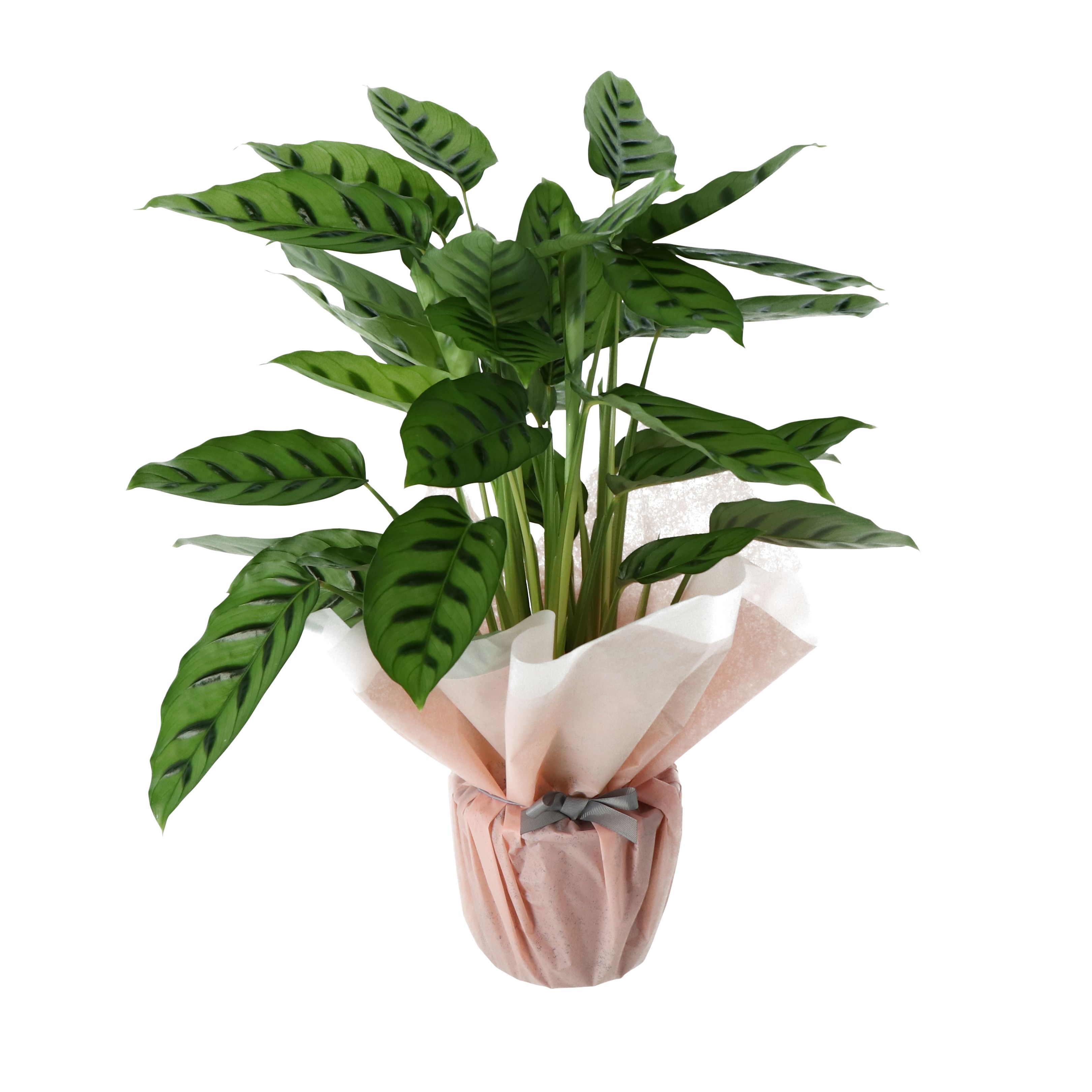 Indoor Plants Calathea in Plastic Pot