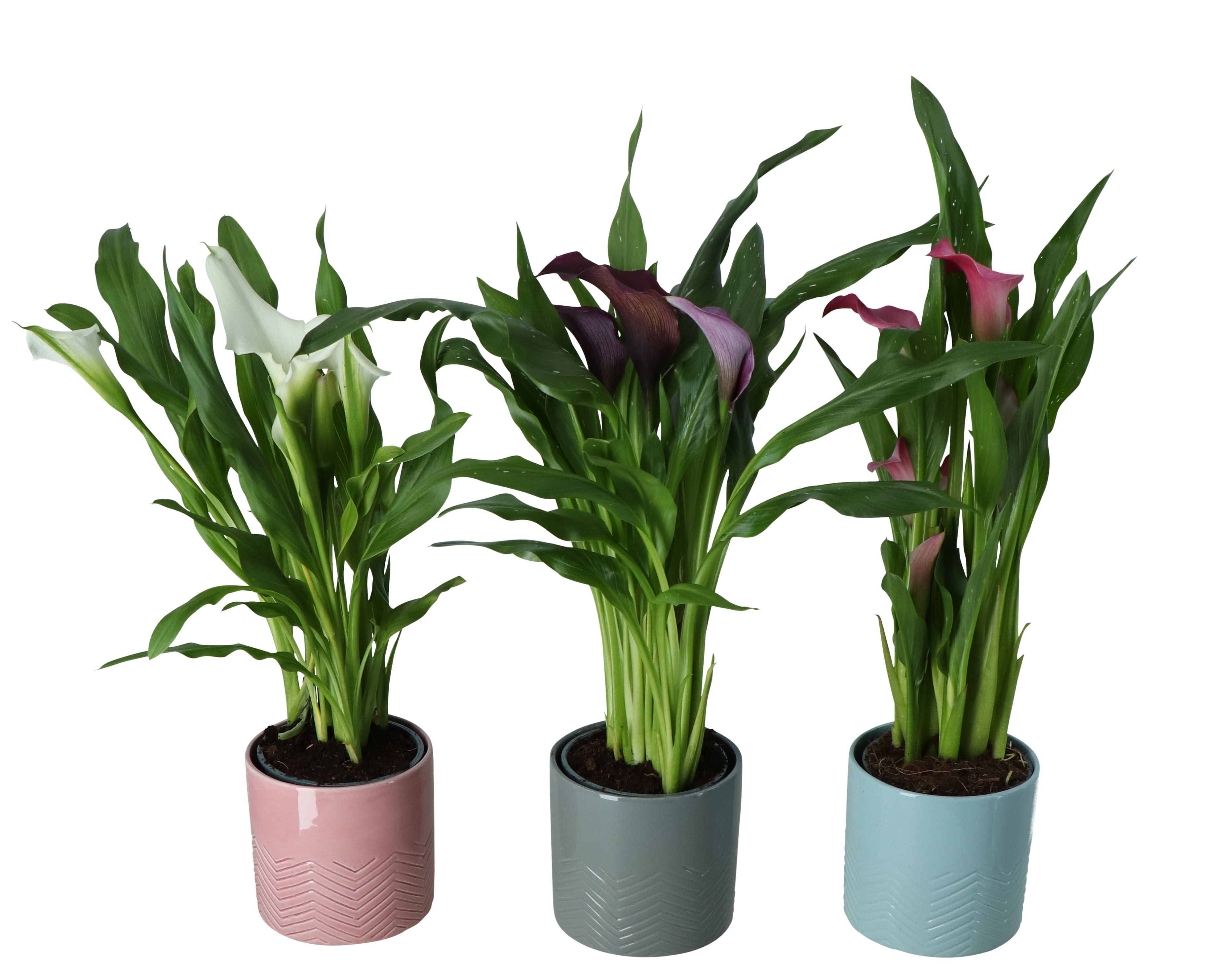 Indoor Plants Calla Lily in Ceramic Decorative pot