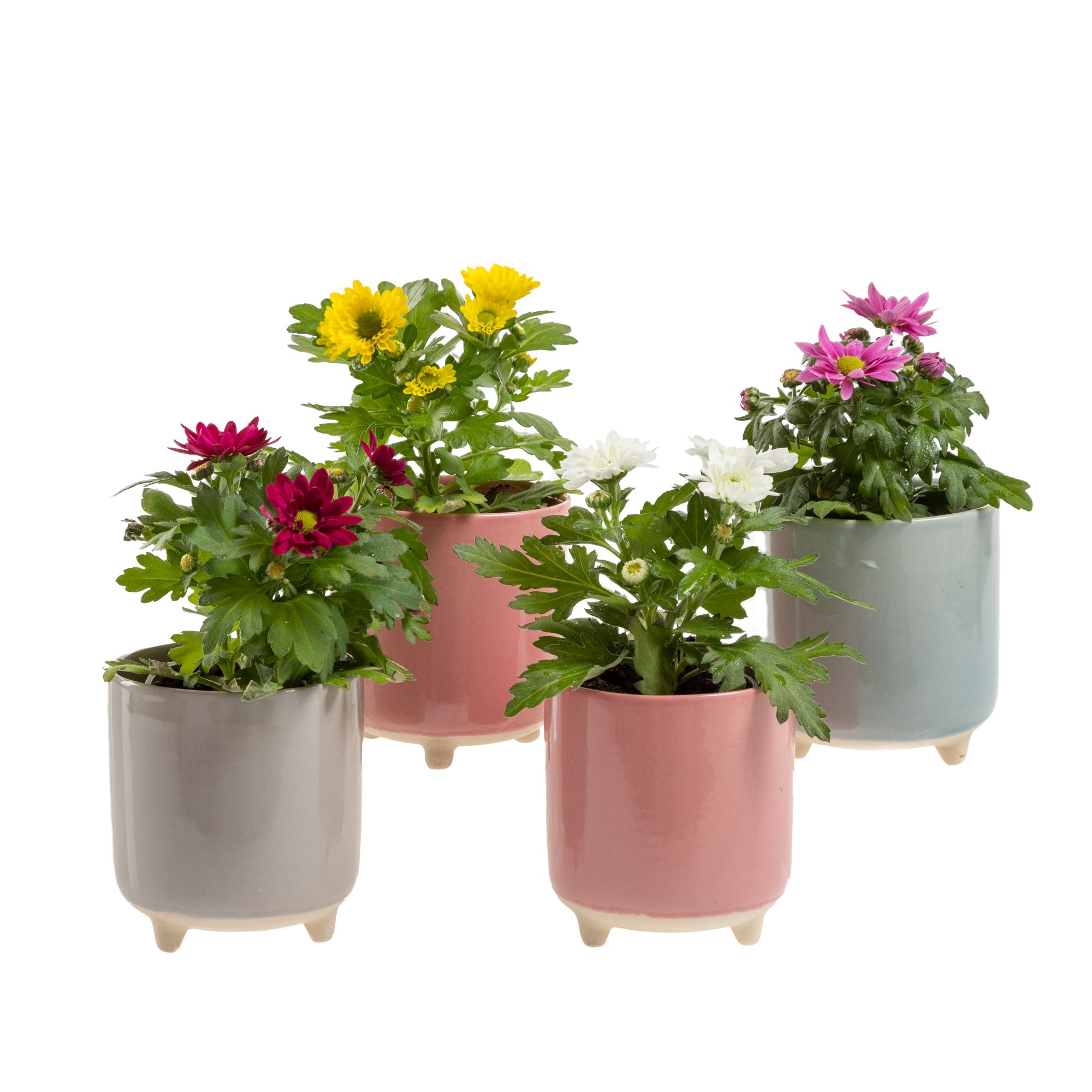 Indoor Plants Chrysanthemum in Ceramic Decorative pot