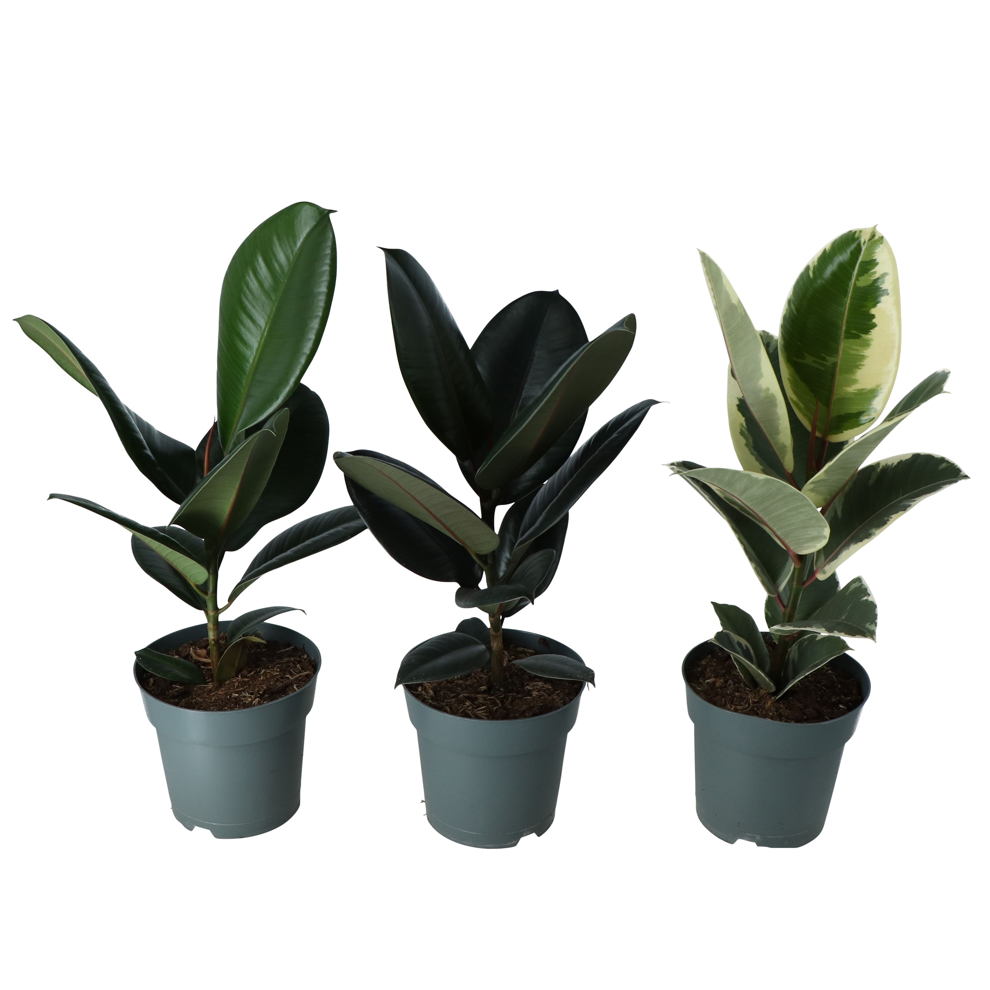Indoor Plants Ficus elastica in Plastic Pot
