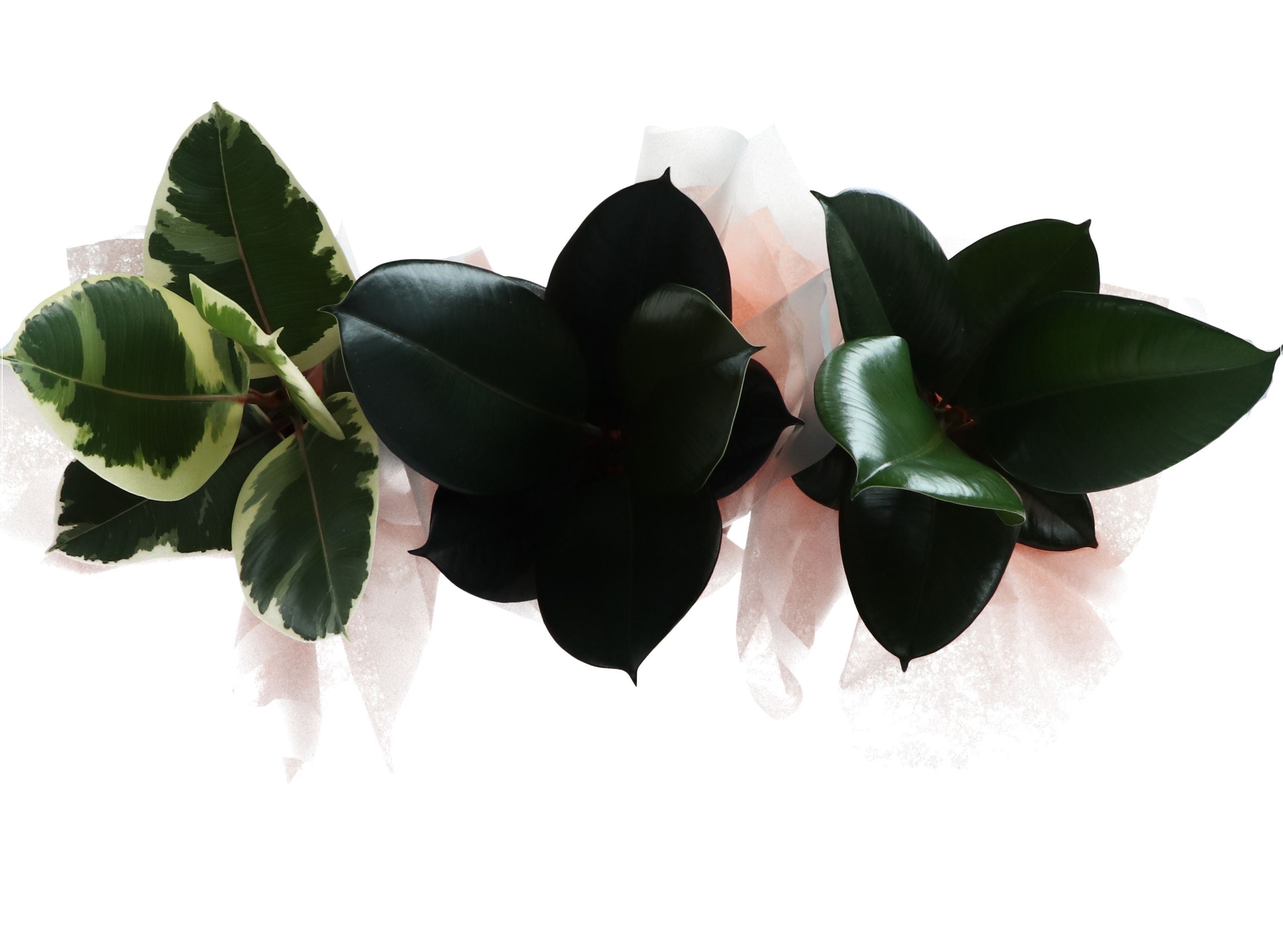 Indoor Plants Ficus elastica in Plastic Pot