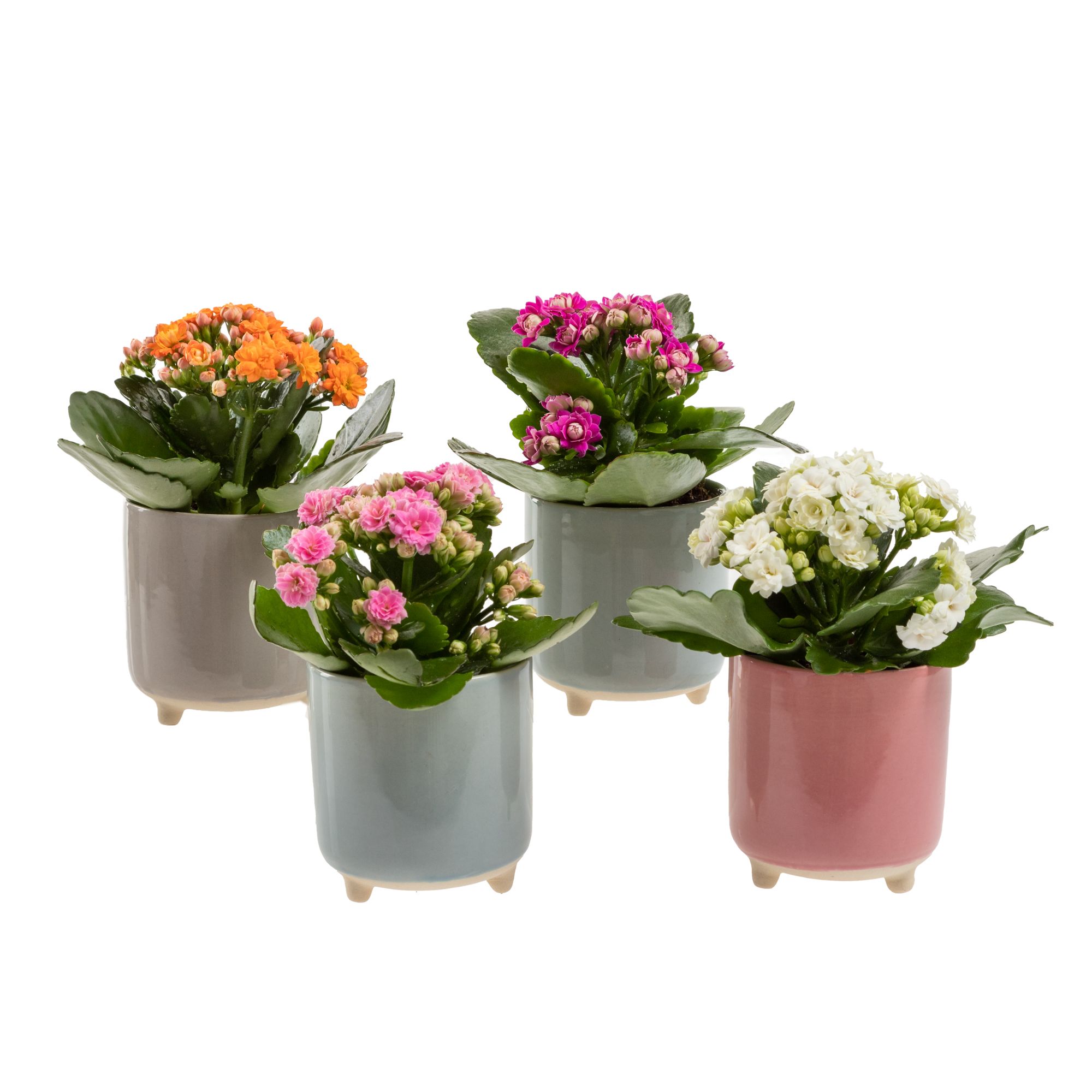 Indoor Plants Flaming katy in Ceramic Decorative pot