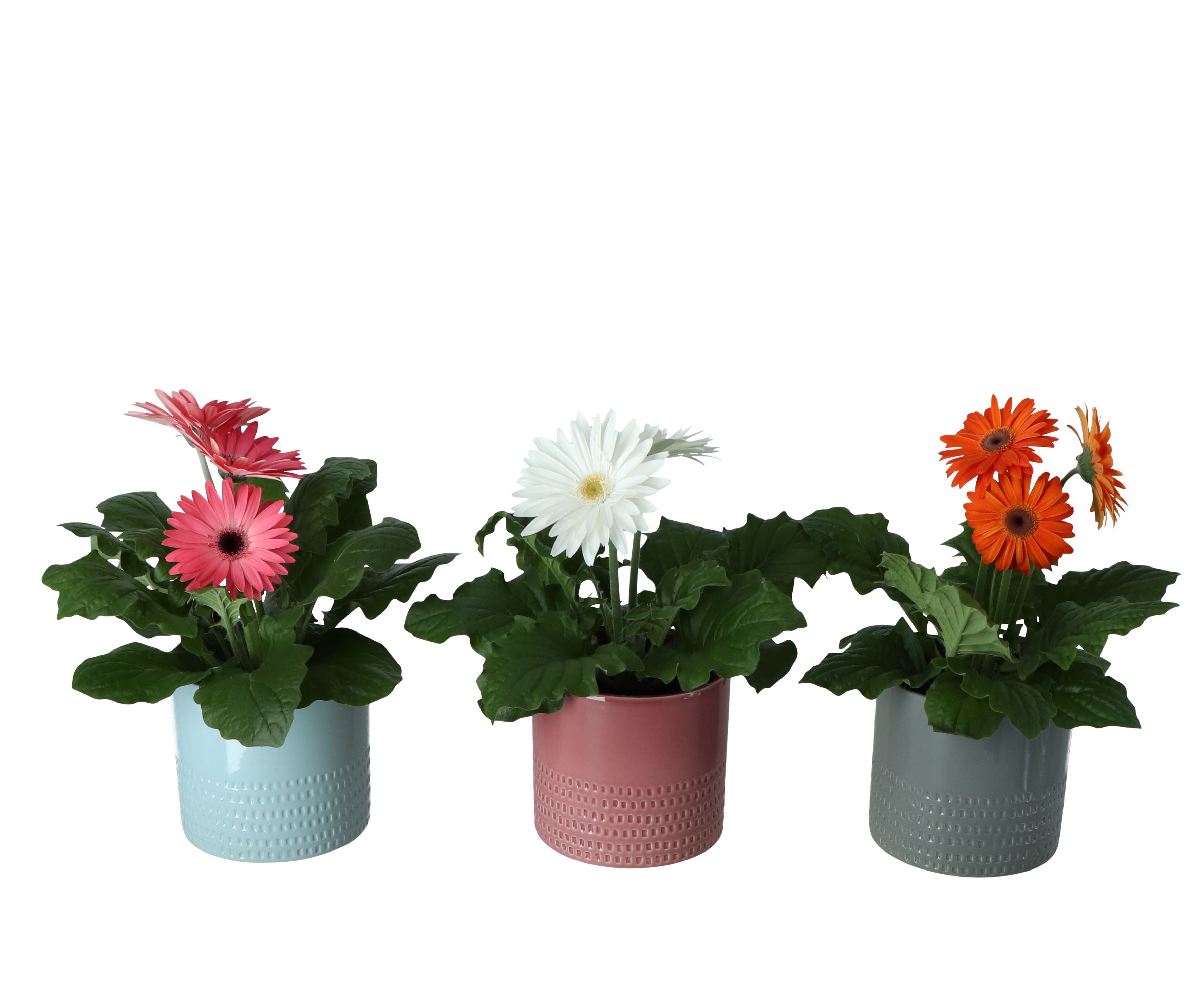 Indoor Plants Gerbera in Ceramic Decorative pot