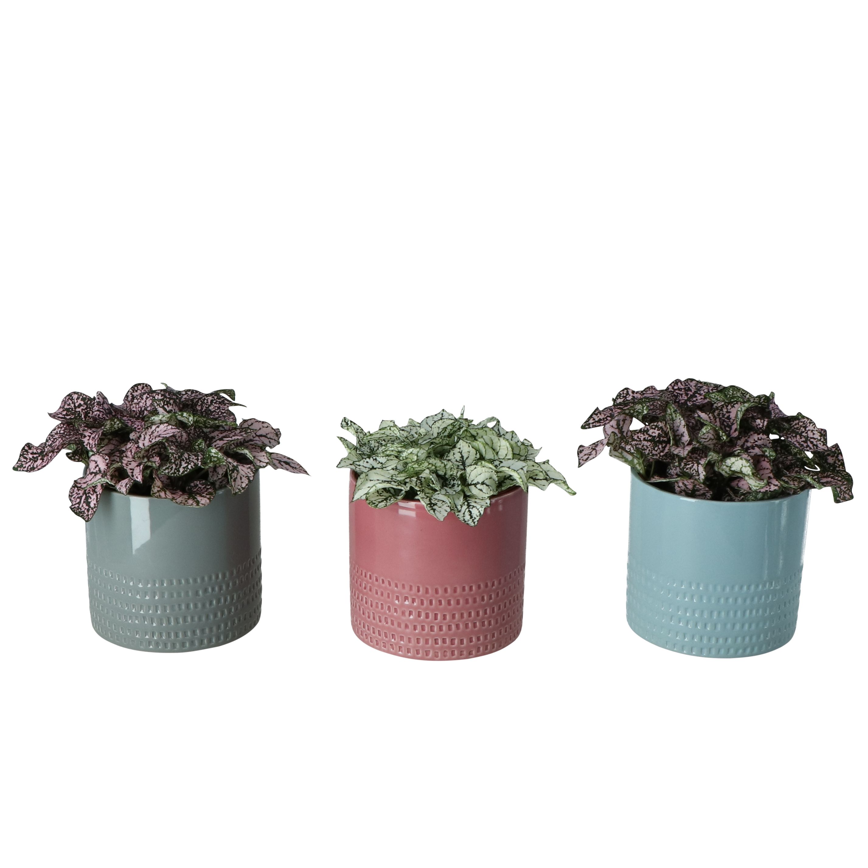 INDOOR PLANTS HYPOESTES IN CERAMIC DECORATIVE POT