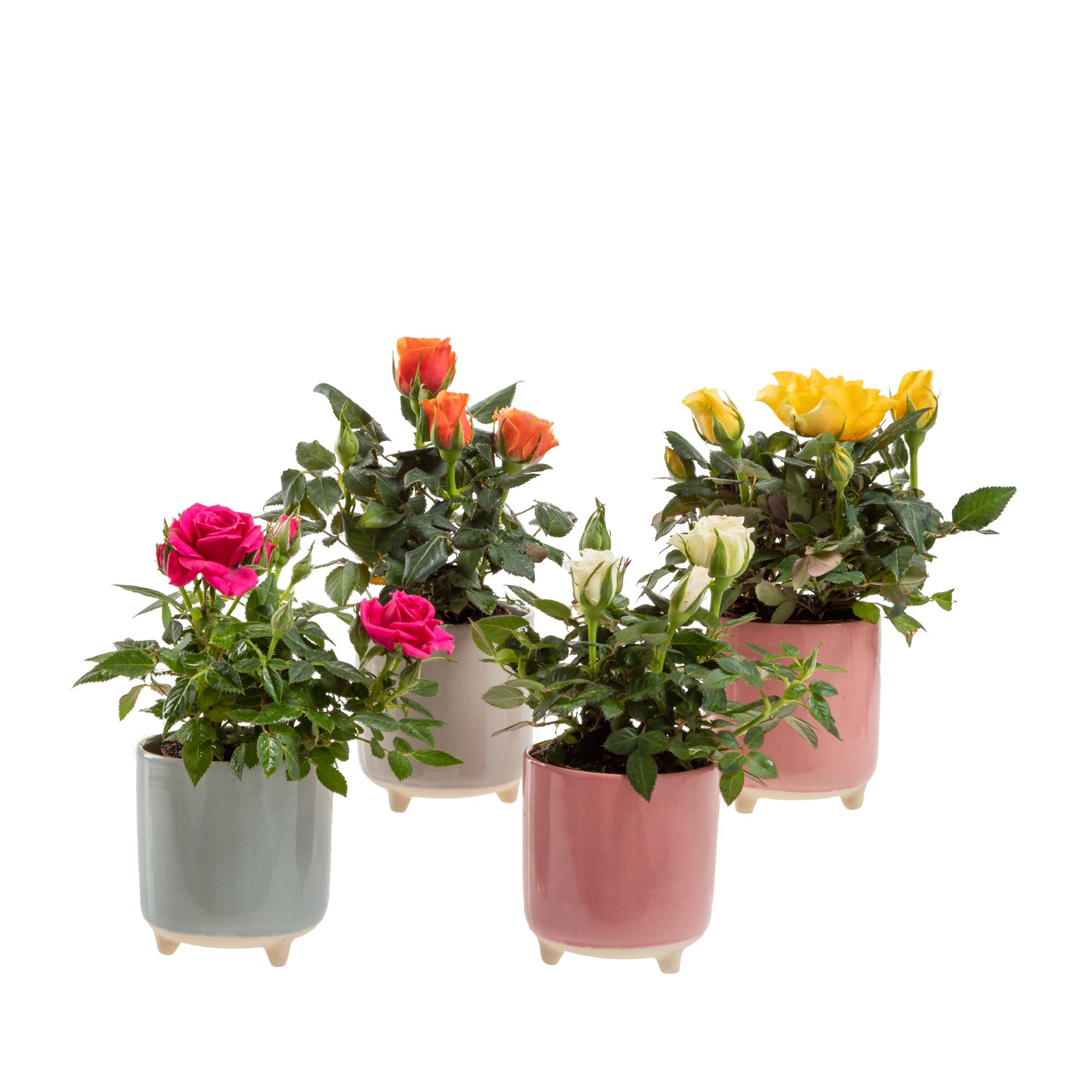 Indoor Plants Rose in Ceramic Decorative pot
