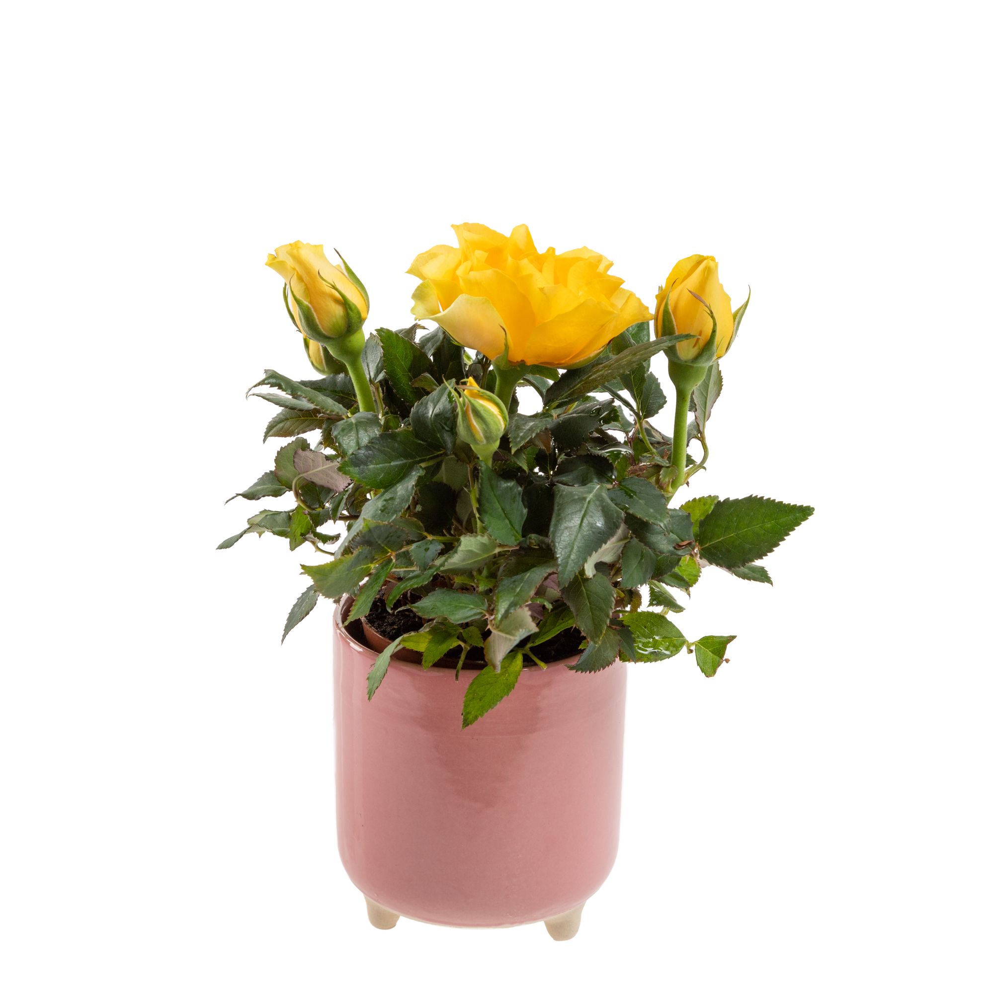 Indoor Plants Rose in Ceramic Decorative pot
