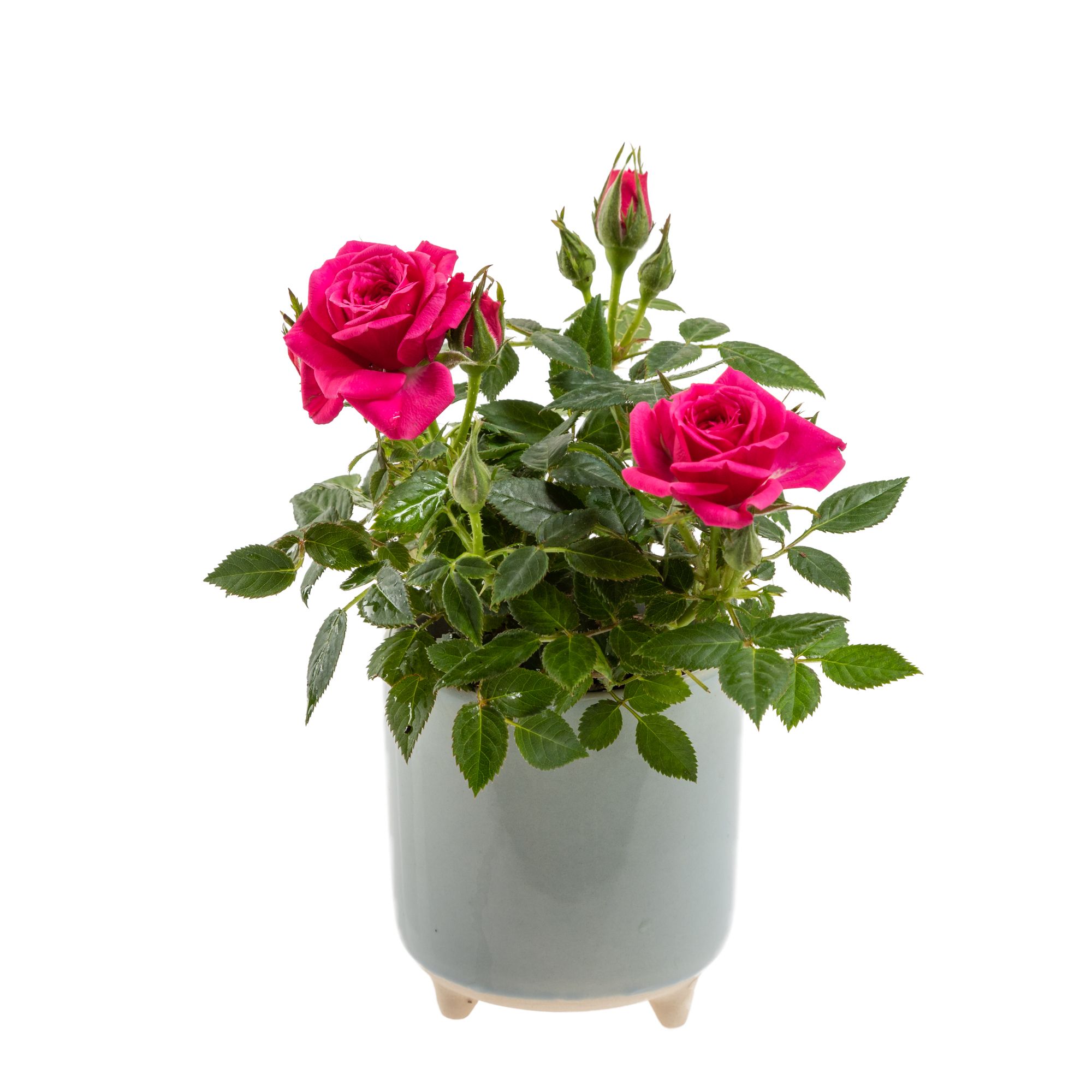 Indoor Plants Rose in Ceramic Decorative pot