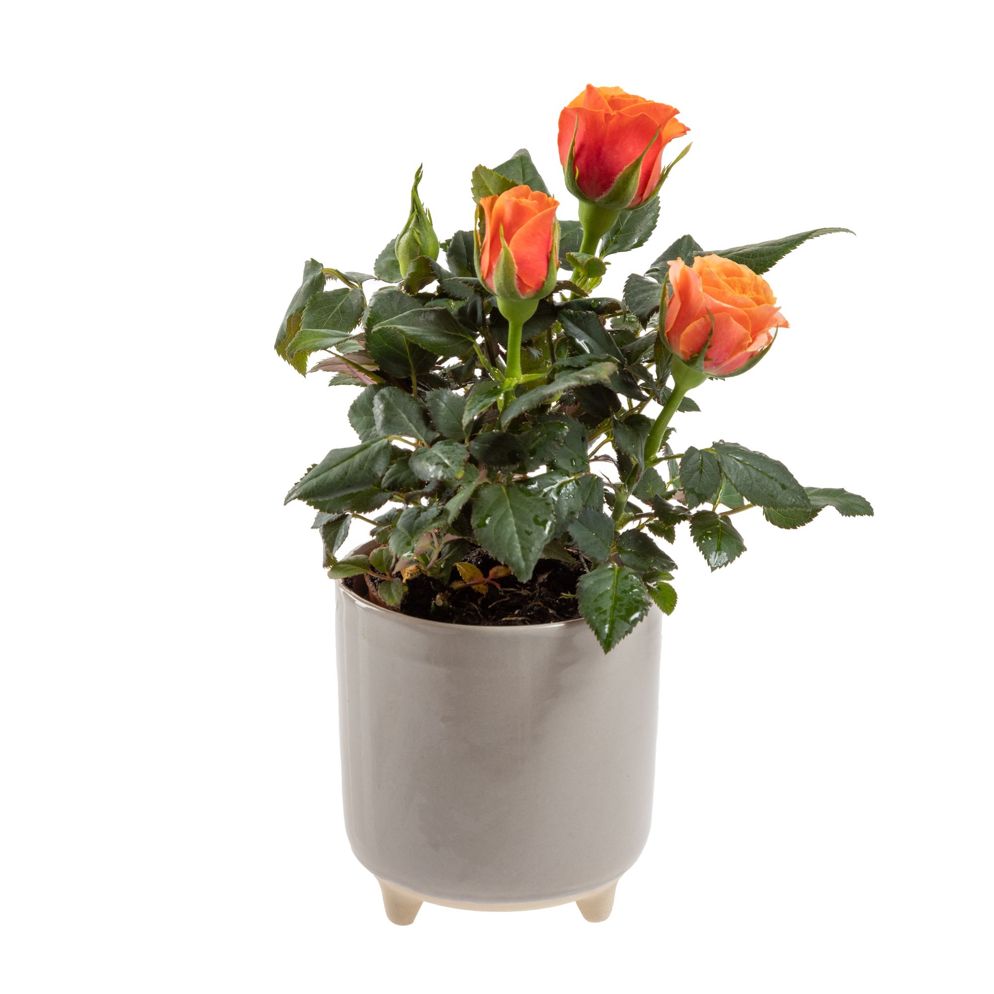 Indoor Plants Rose in Ceramic Decorative pot