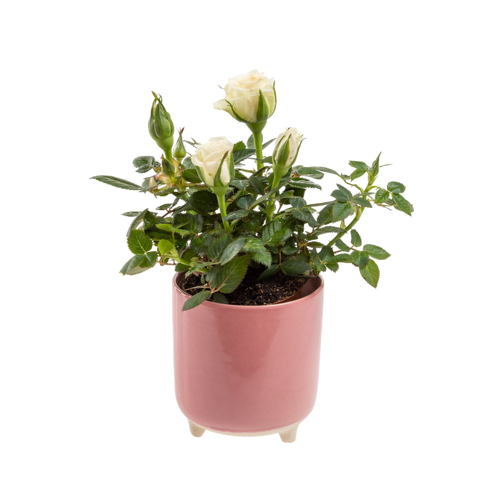 Indoor Plants Rose in Ceramic Decorative pot