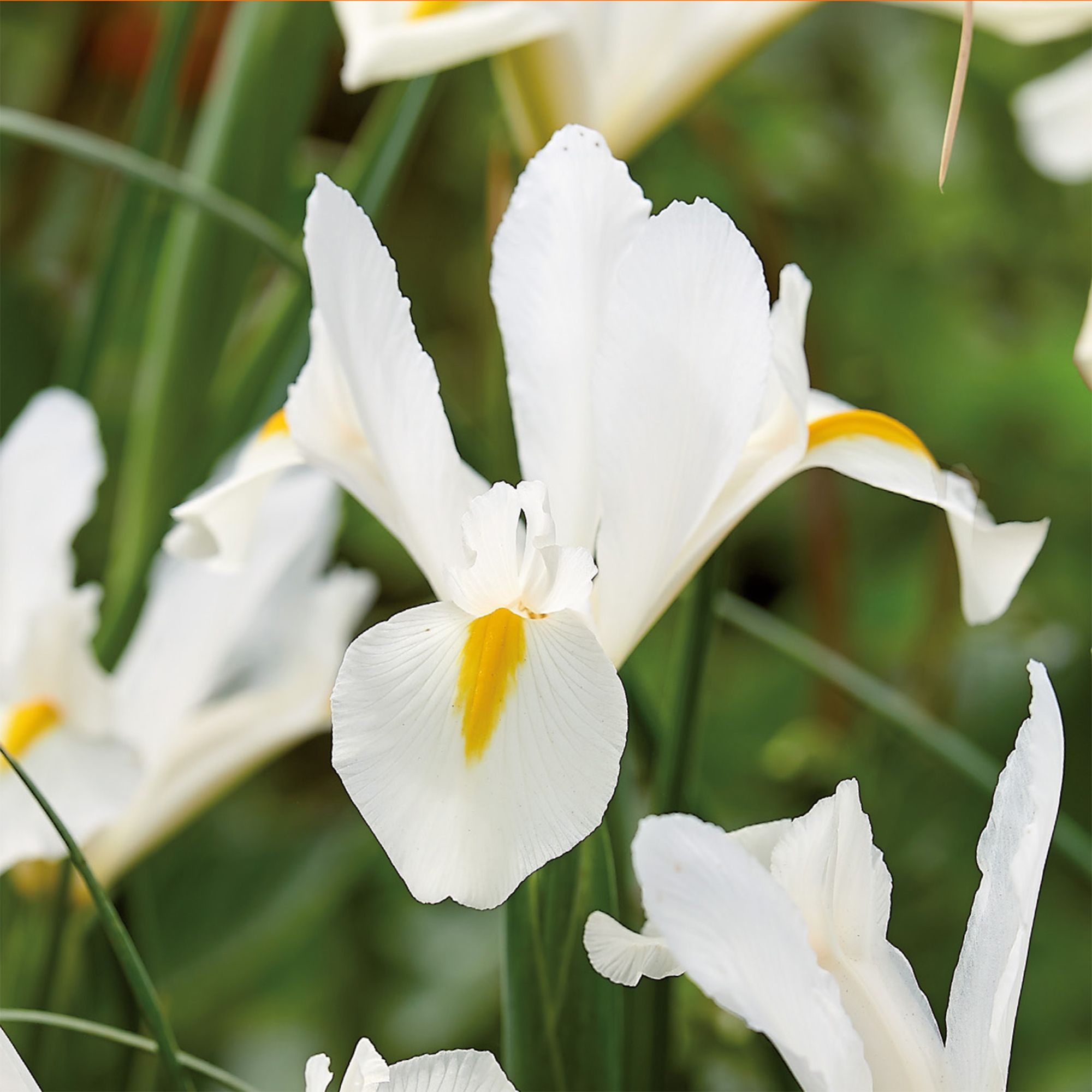 Iris hollandica White Excelsior 12 Flower bulbs