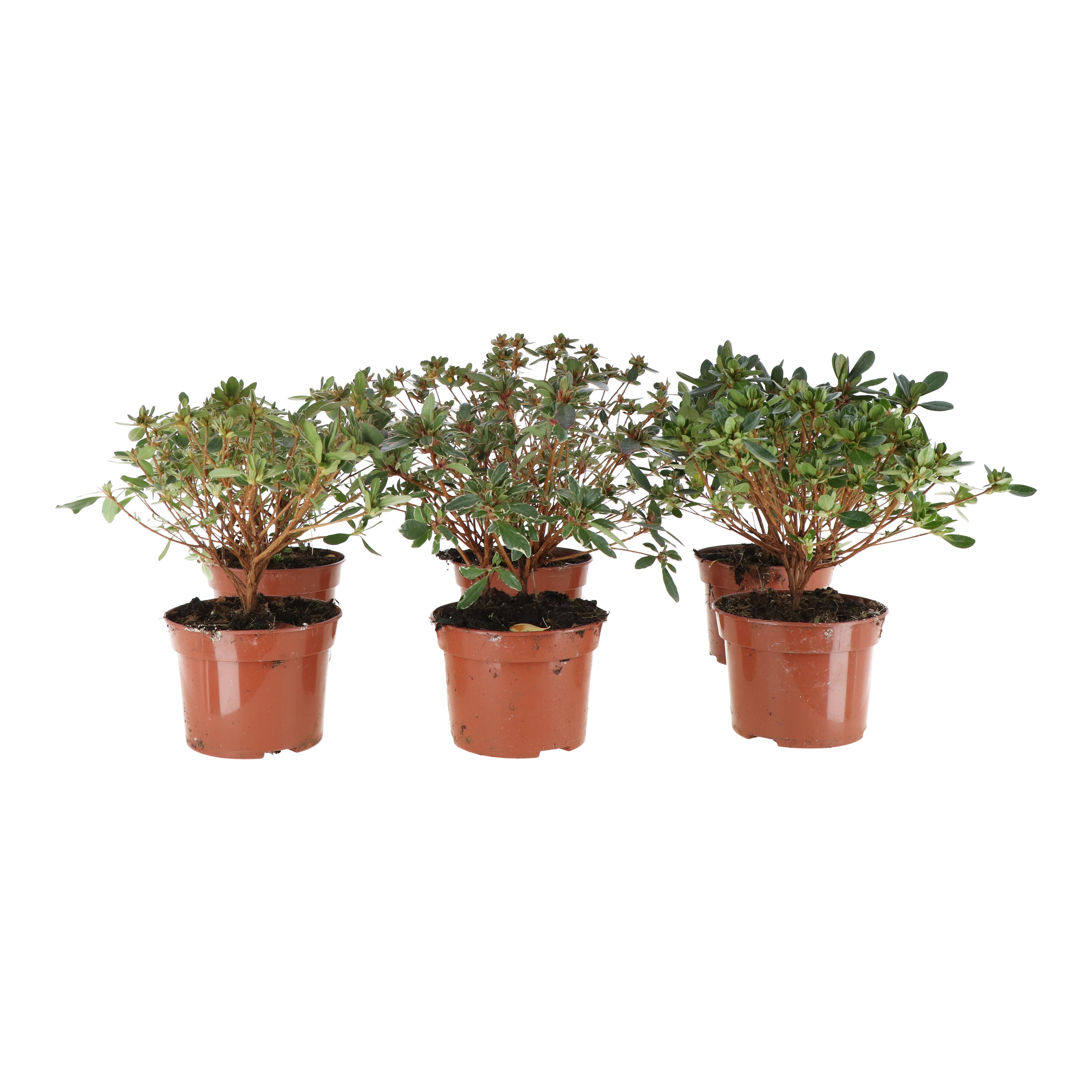 JAPANESE AZALEA MIX 1L