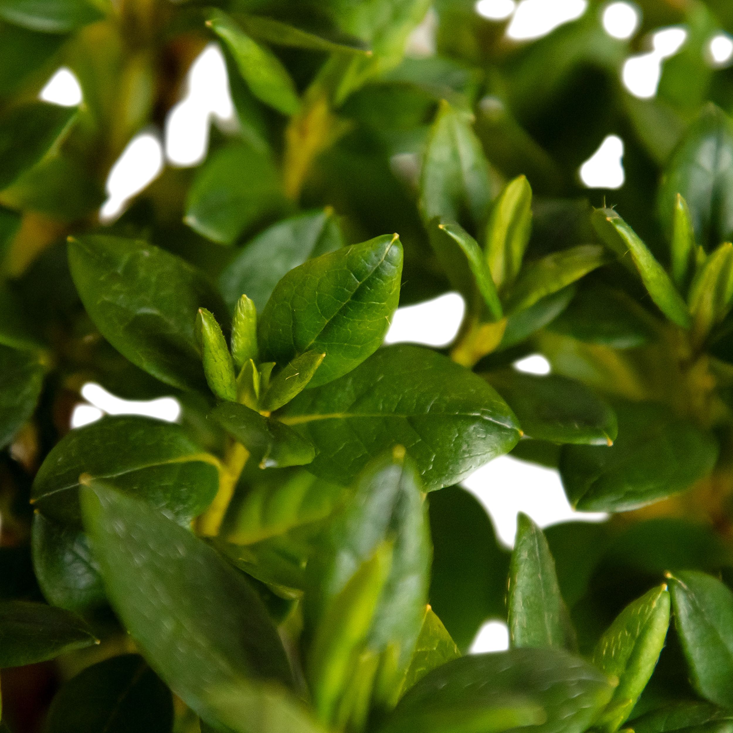 JAPANESE AZALEA WHITE 2L