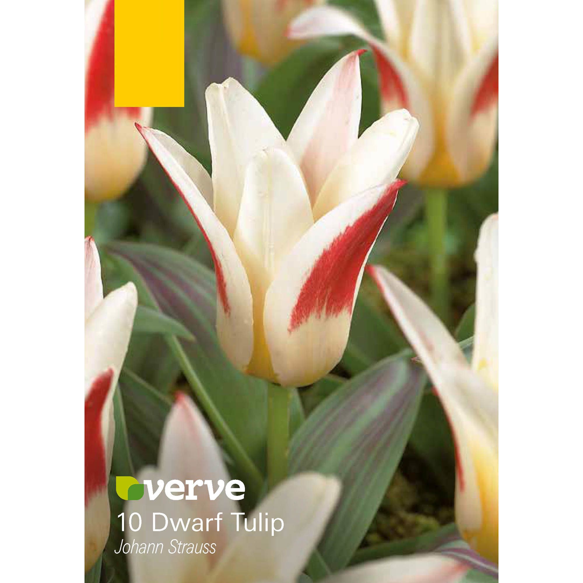 Johann strauss Dwarf tulip Flower bulb | DIY at B&Q