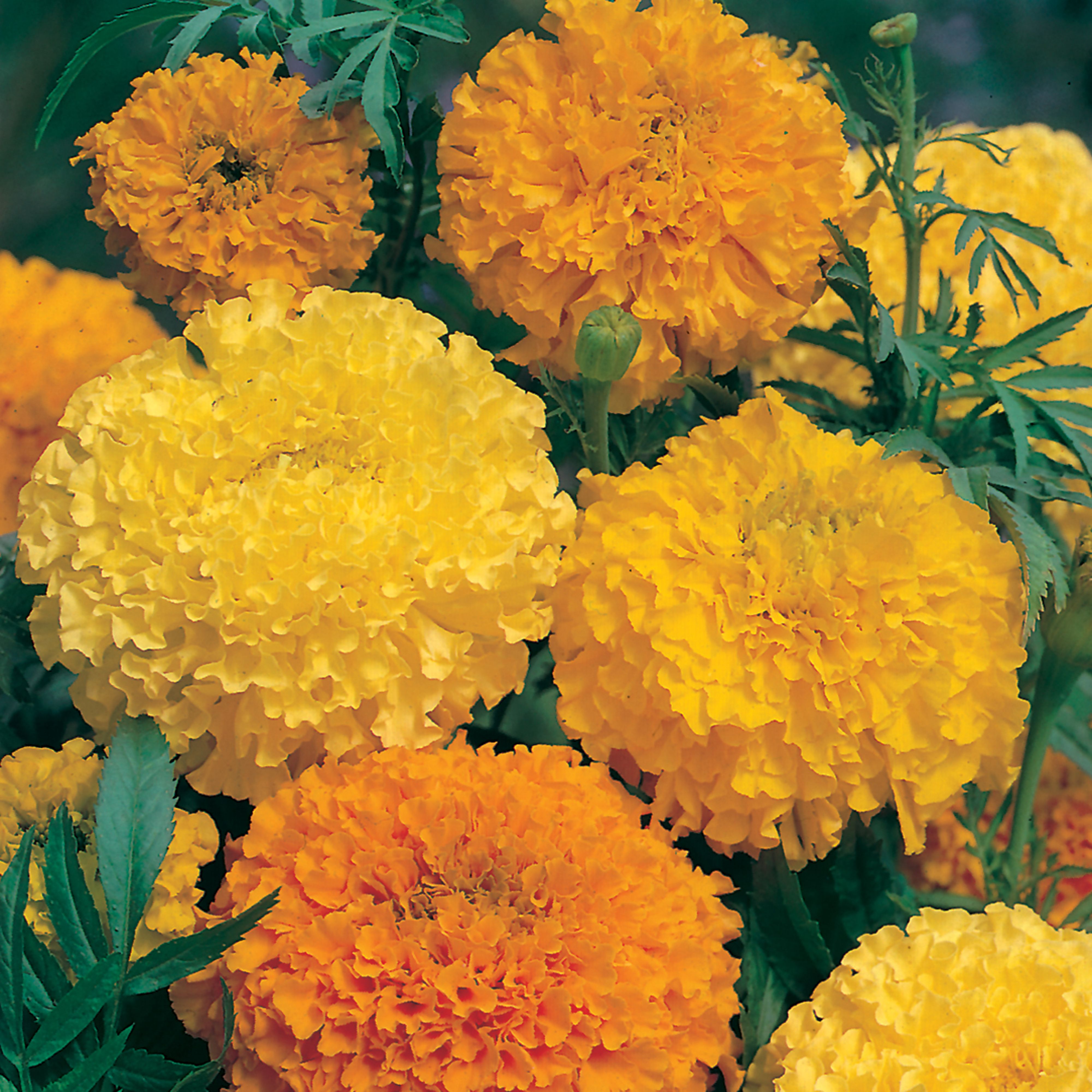 Johnsons African Double Mixed Marigold Seed