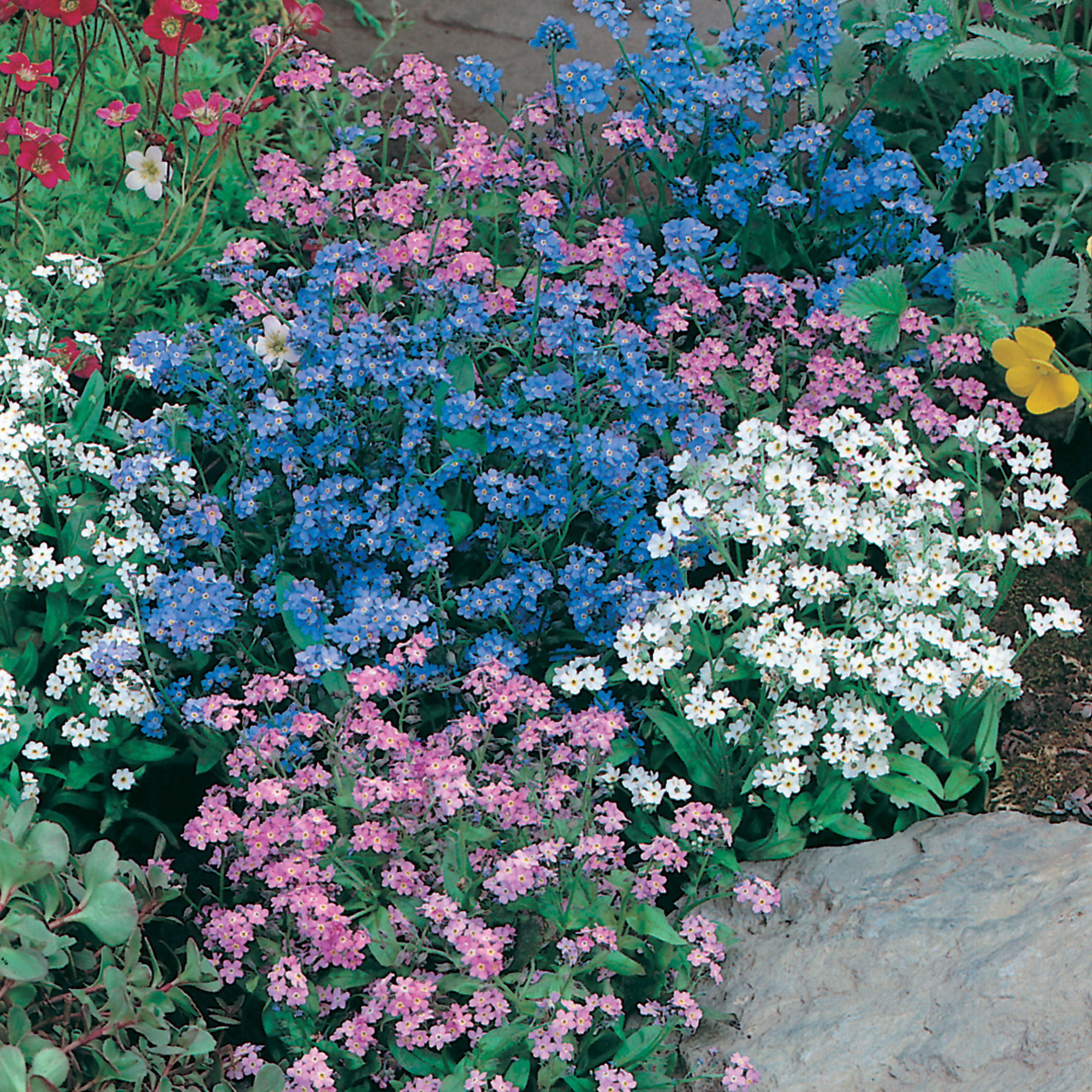 Johnsons Mixed Forget-Me-Not Seed