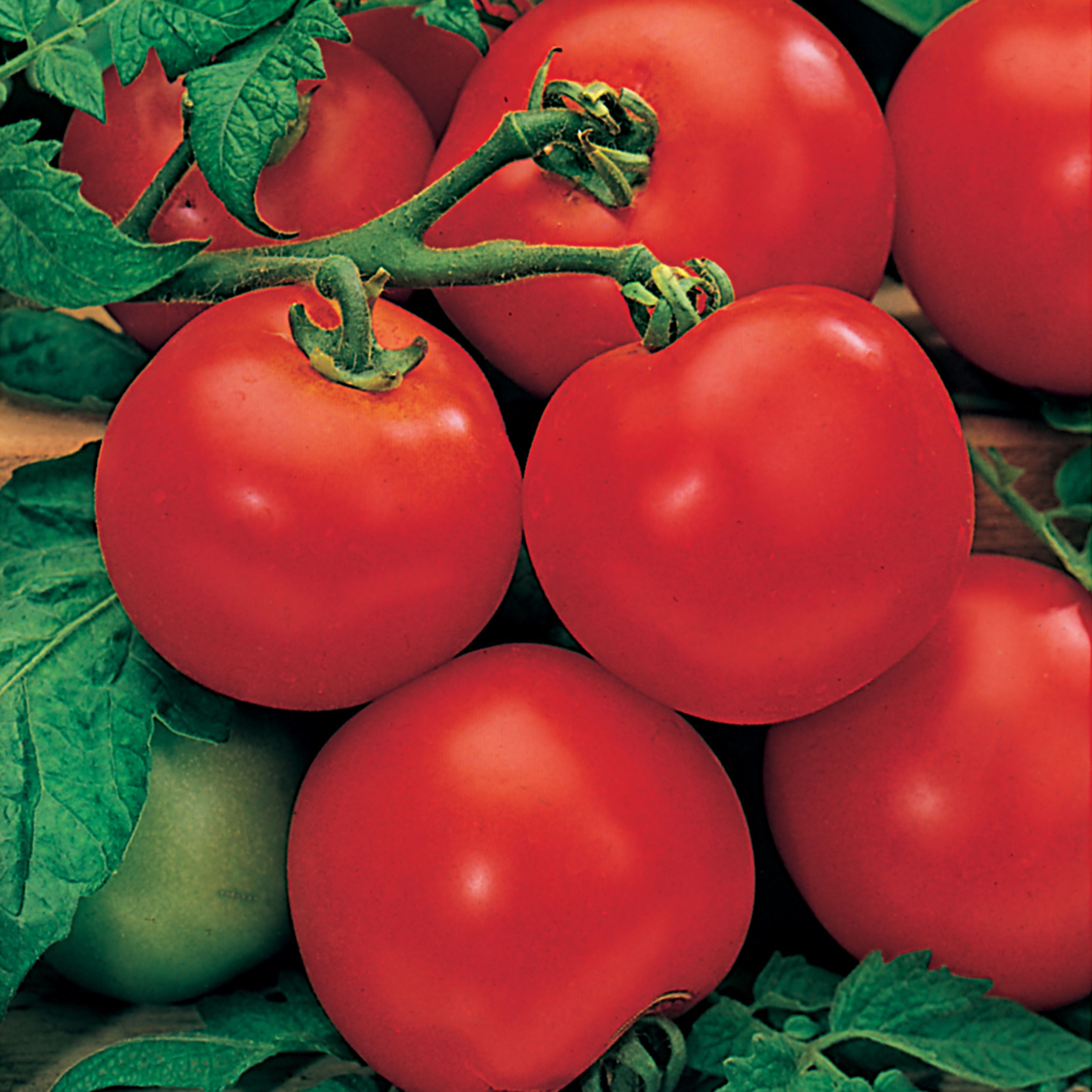 Johnsons Moneymaker Tomato Seeds