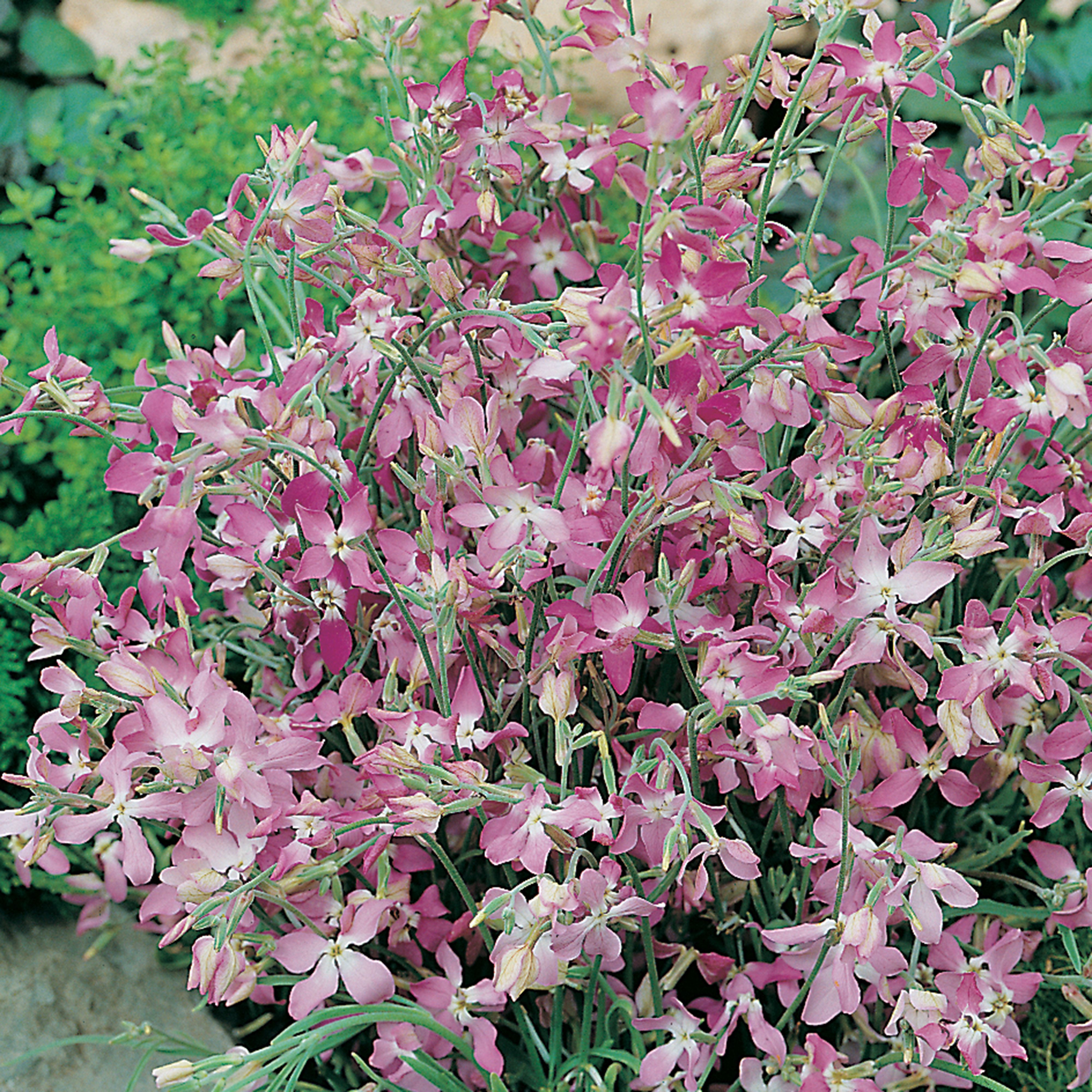 Johnsons Night Scented Stock Seed