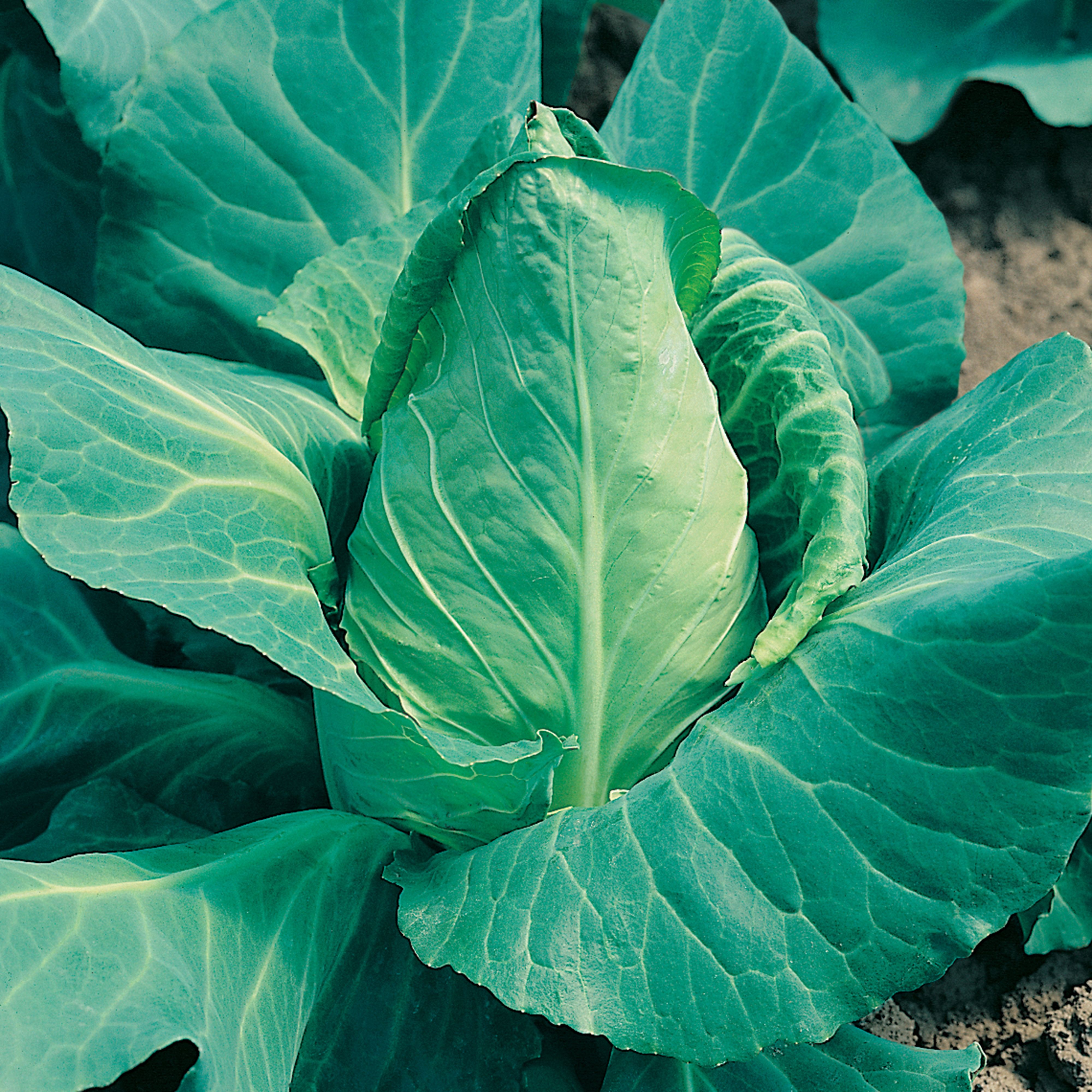 Johnsons Offenham 2 (Flower of Spring) Cabbage Seeds | DIY at B&Q