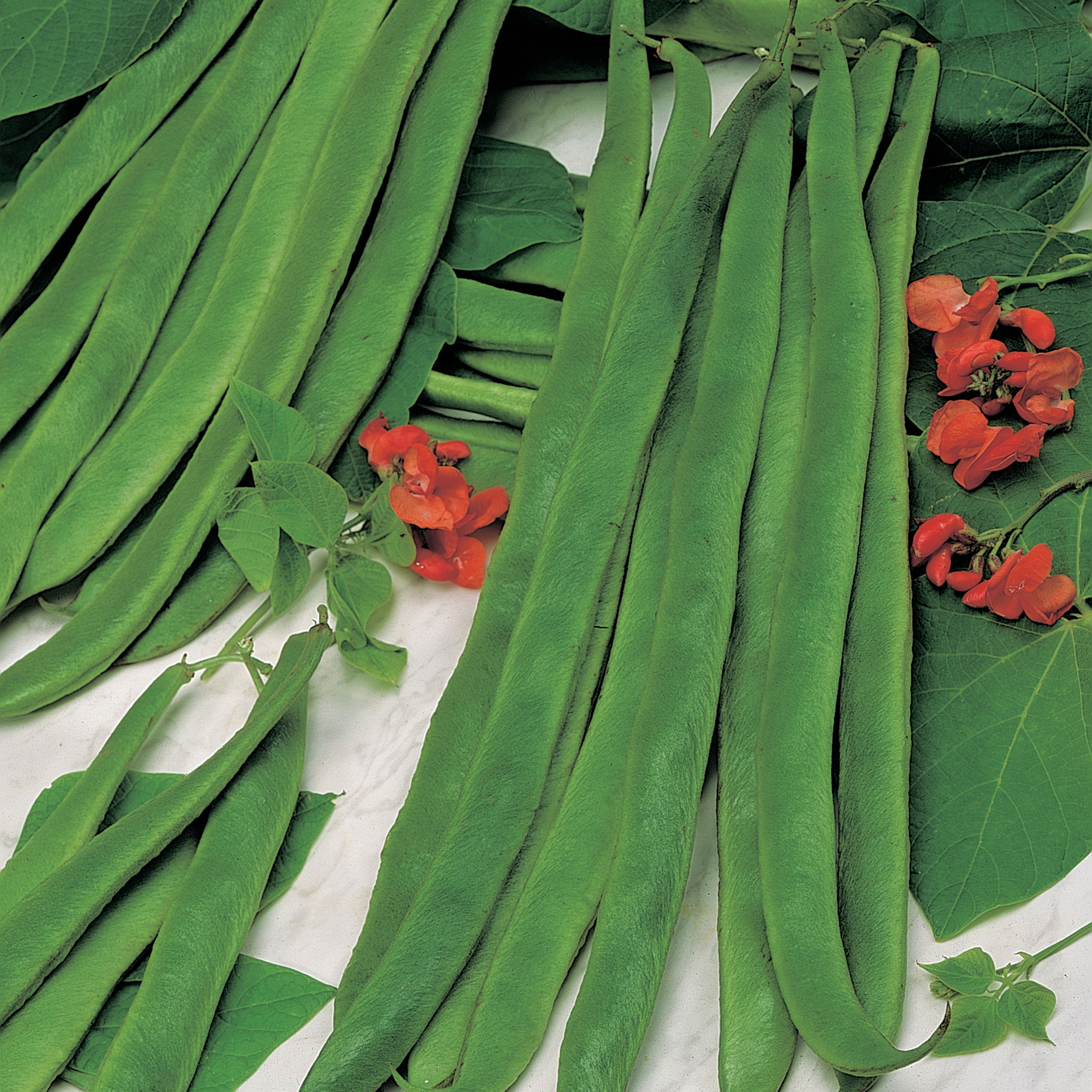 Johnsons Scarlet Emperor Runner bean Runner bean Seeds