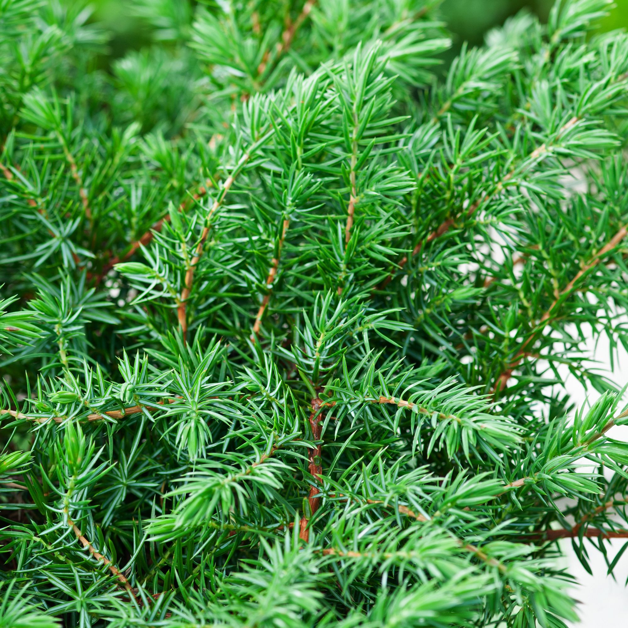 JUNIPERUS SCHLAGER
