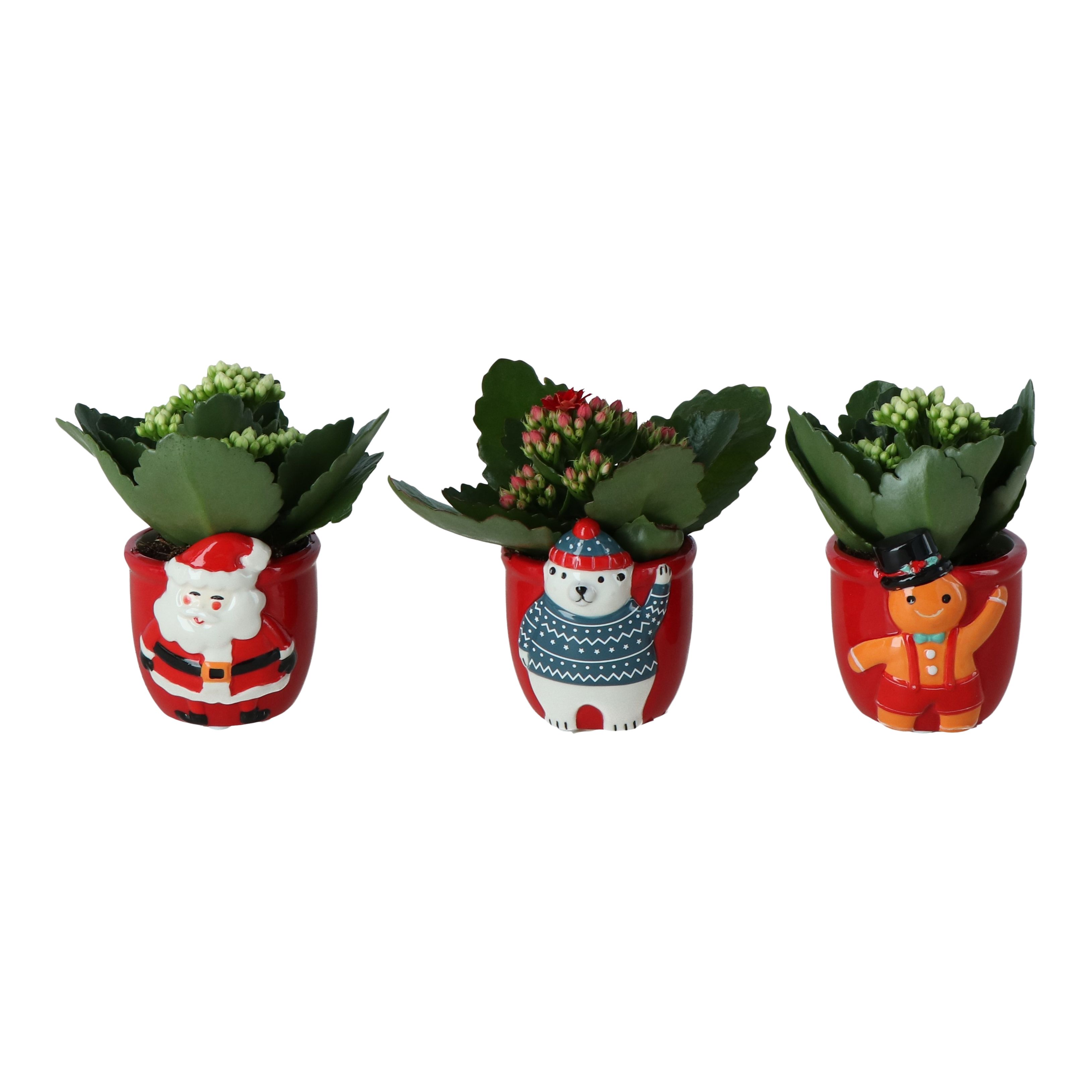 Buy Kalanchoe in Ceramic Decorative pot 6cm | DIY at B&Q