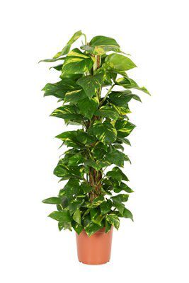 LARGE DEVIL'S IVY ON MOSS POLE | DIY at B&Q