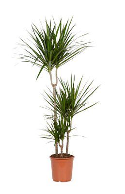LARGE DRAGON TREE 3 STEM | DIY at B&Q