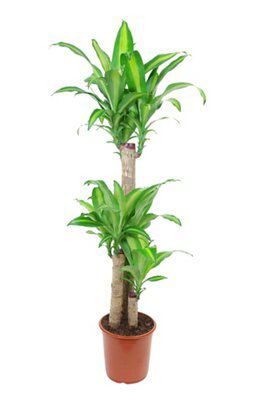 LARGE GOLDEN DRAGON TREE 3 STEM | DIY at B&Q