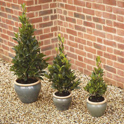 LAURUS NOBILIS BAYTREE PYRAMID 50 60CM